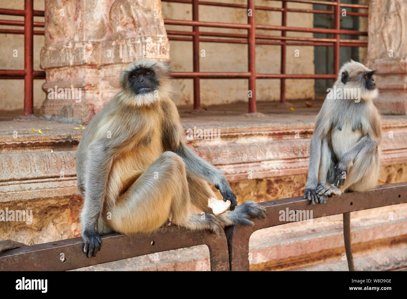 Tufted gray langur, Semnopithecus priam in Virupaksha Temple, Hampi ...