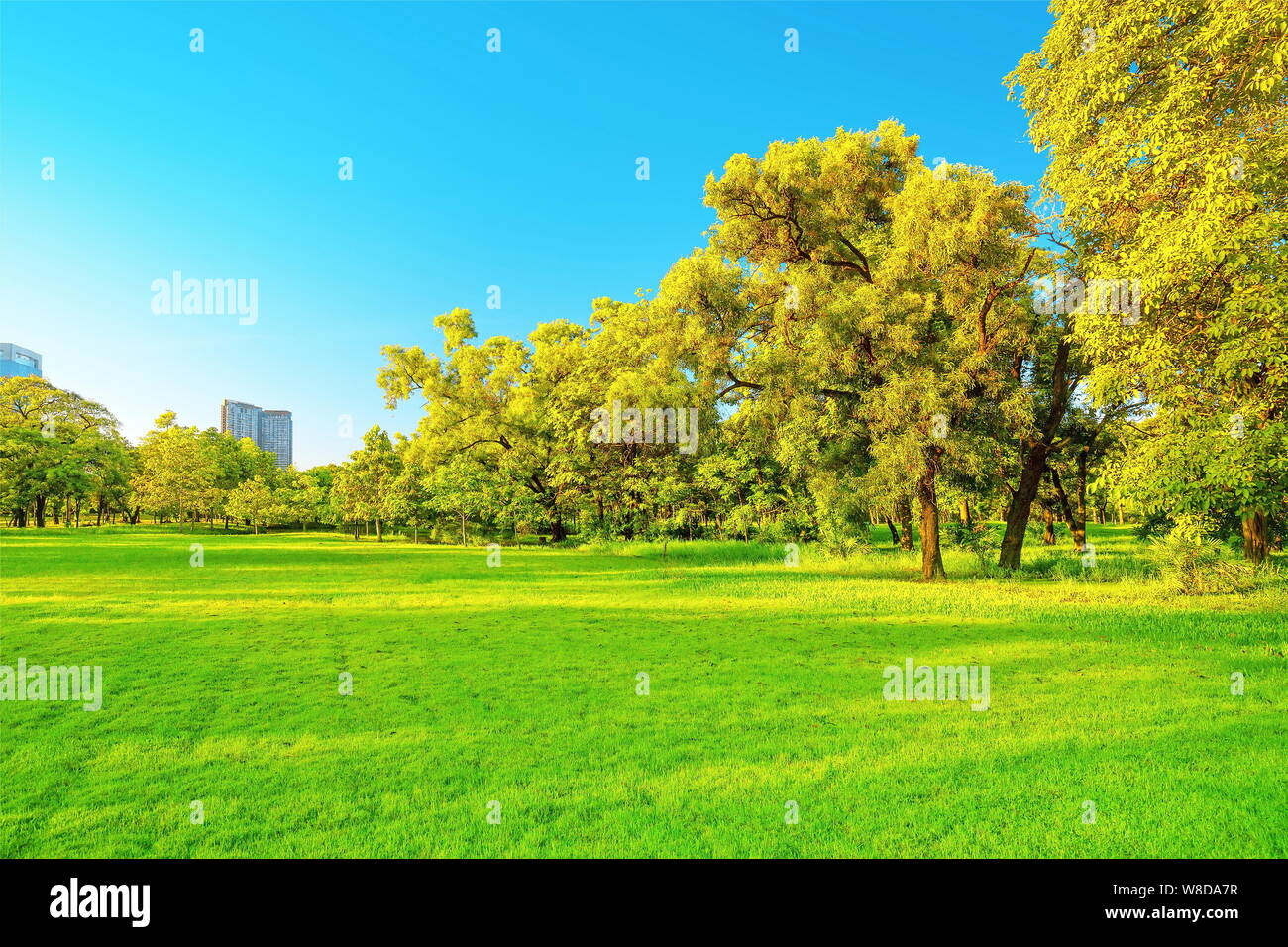 Beautiful garden in daytime outdoor nature background Stock Photo - Alamy