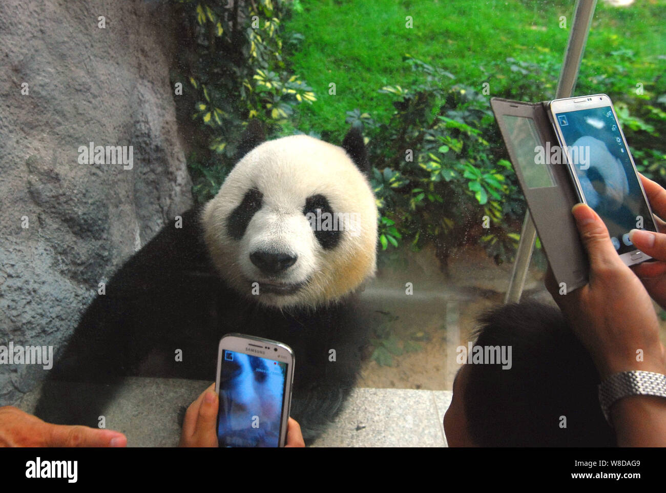 Visitors take photos of one of the two giant pandas China's central ...