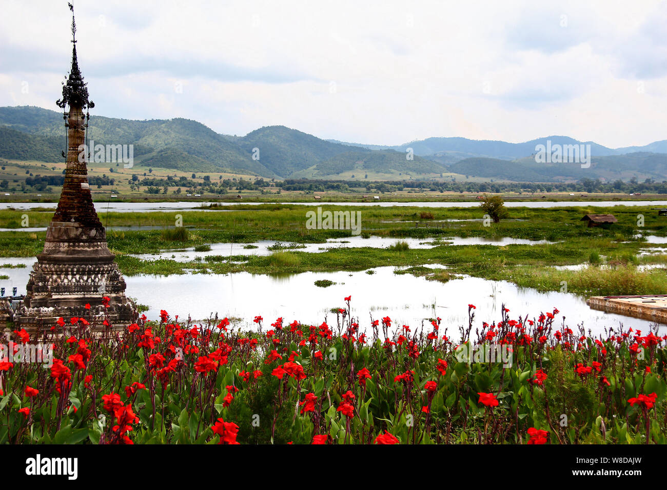 Red flowers in front of water plants, trees and a wooden dilapidated ...