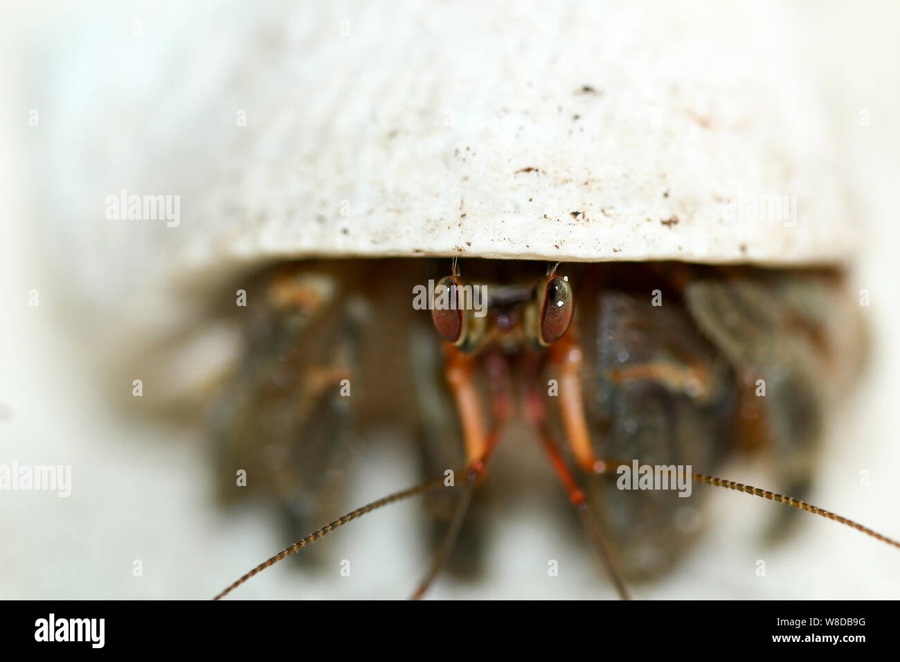 Samoa shell hi-res stock photography and images - Alamy