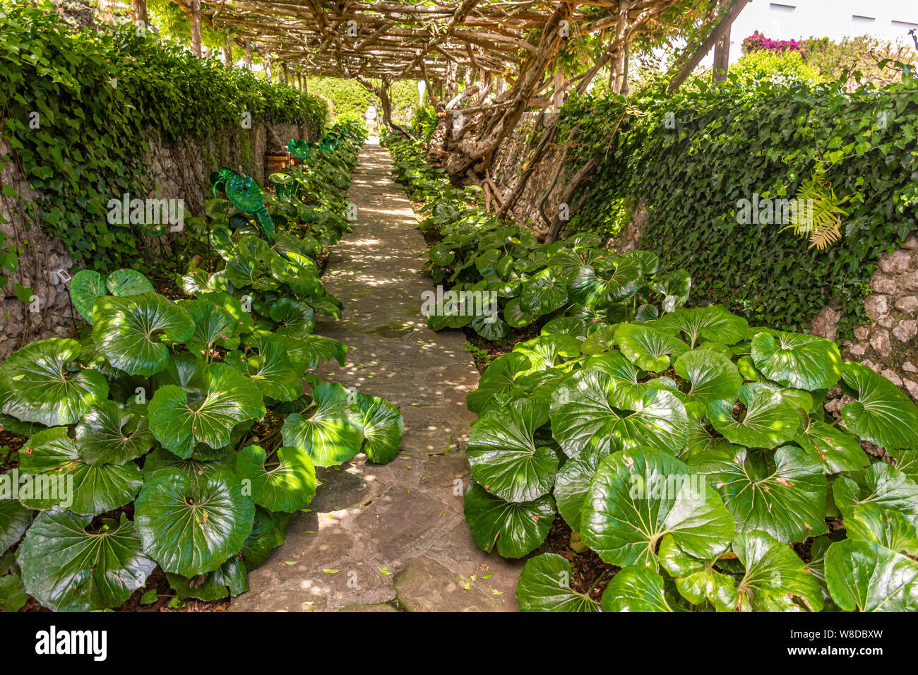 Italy, Capri, plants and flowers in the typical streets Stock Photo - Alamy