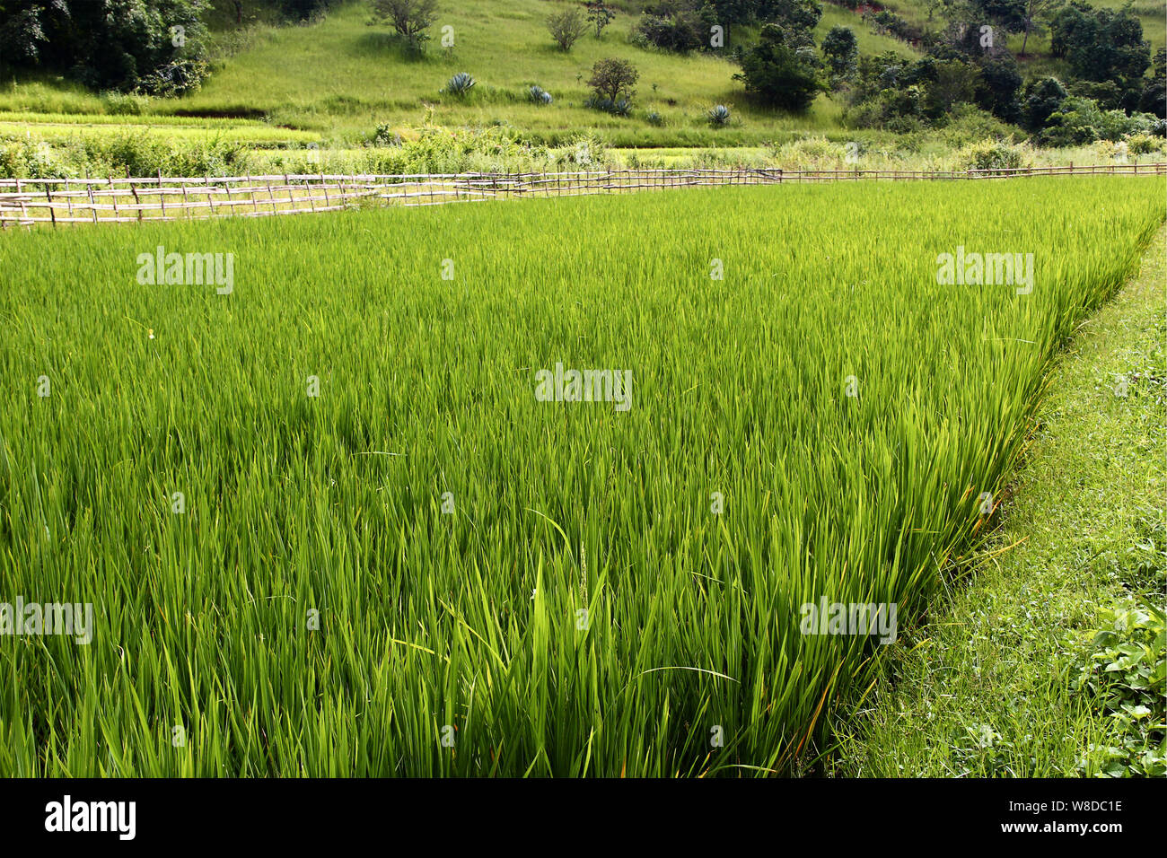 Green rice field in Myanmar/Birma Stock Photo - Alamy