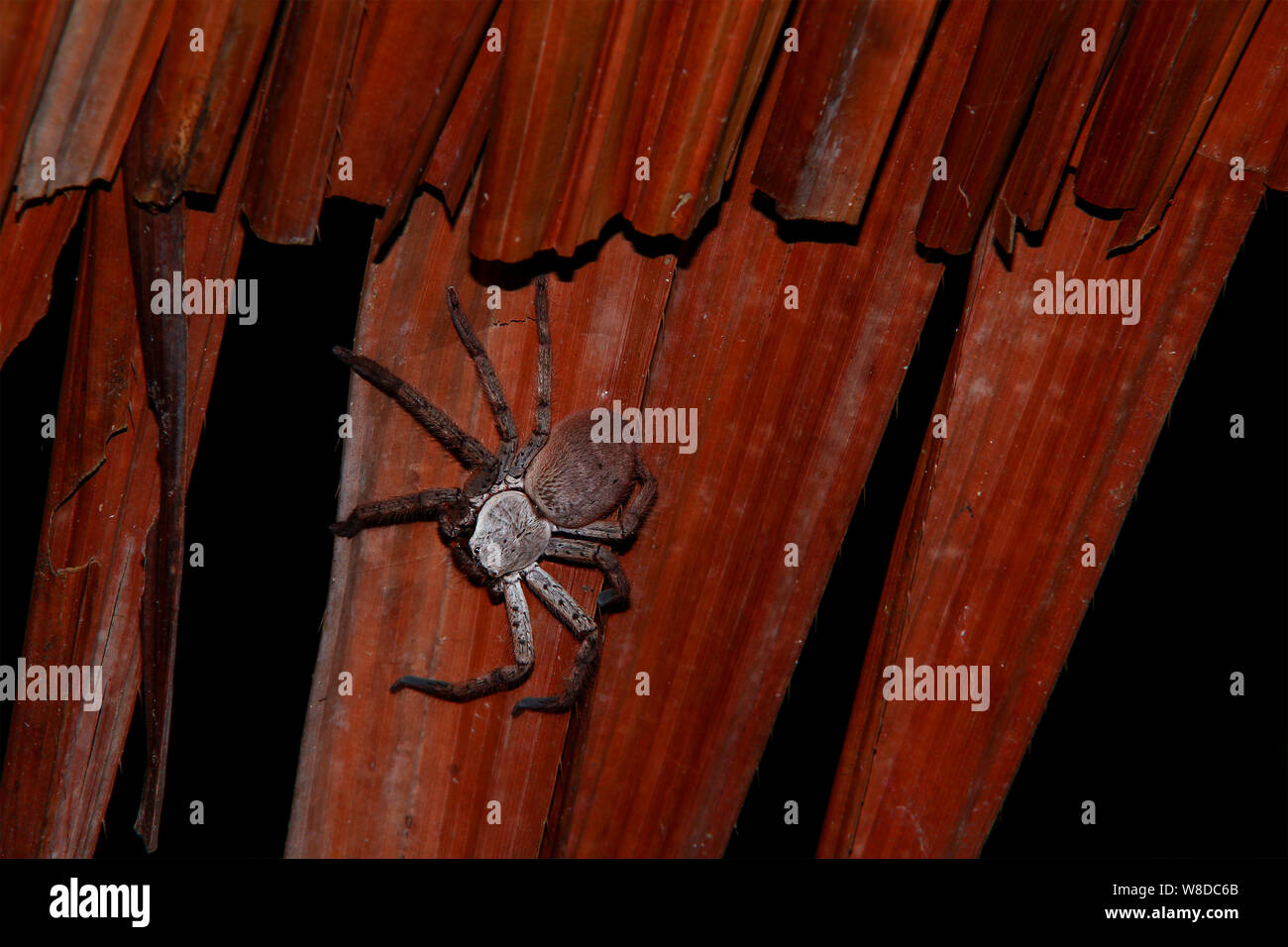 Big spider on dried leaves in Raja Ampat, south-east Asia Stock Photo ...