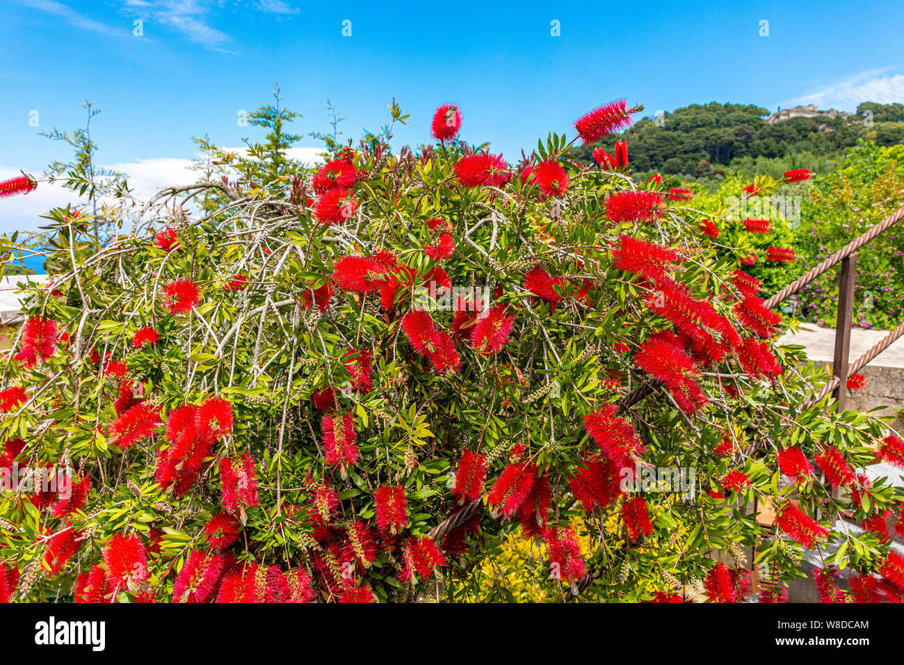Italy, Capri, plants and flowers in the typical streets Stock Photo - Alamy