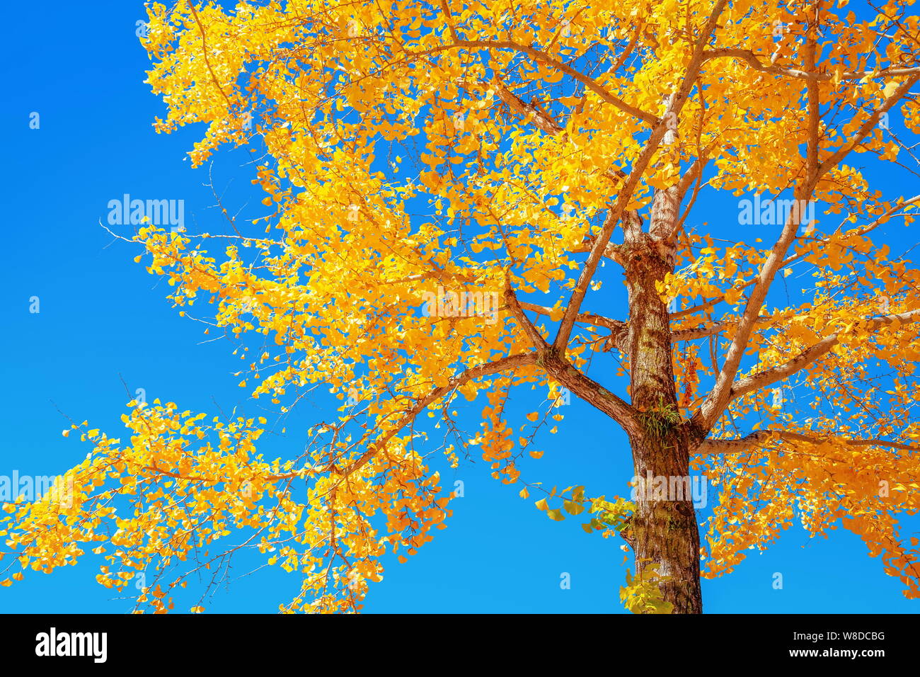 Ginkgo color change hi-res stock photography and images - Alamy