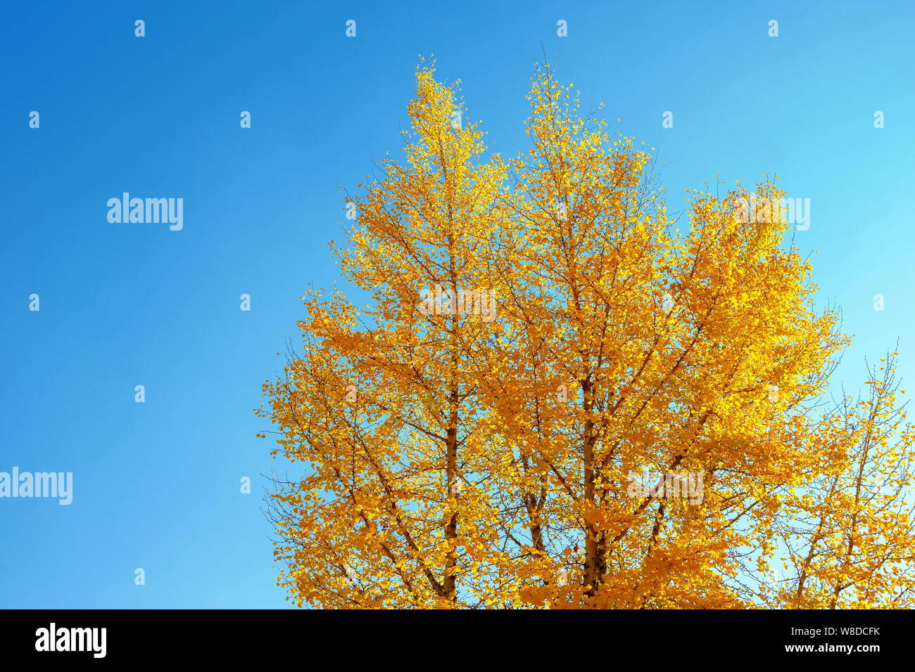 Ginkgo tree in winter hi-res stock photography and images - Alamy