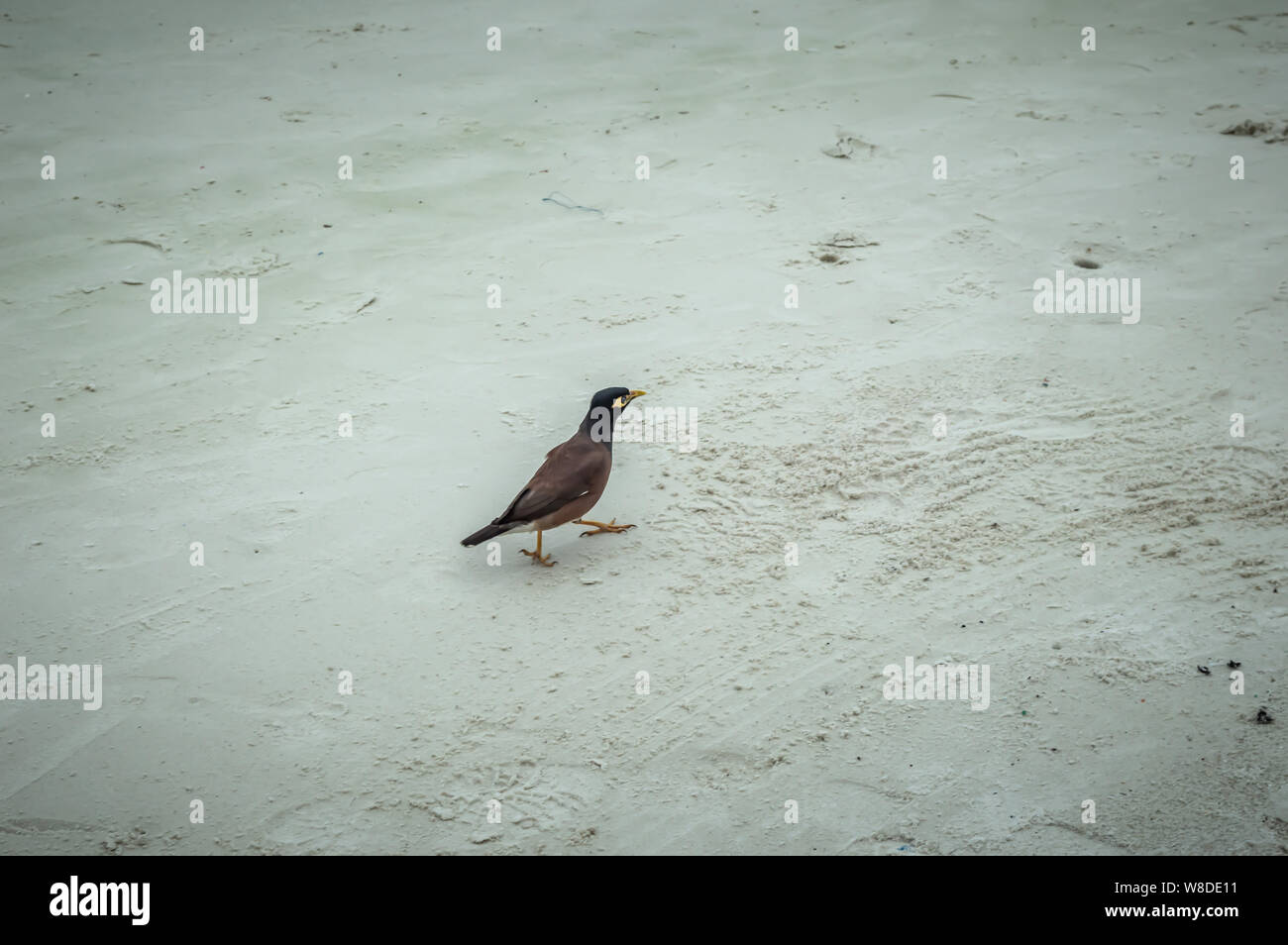 Crow walking on the beach of Koh Samet Stock Photo - Alamy