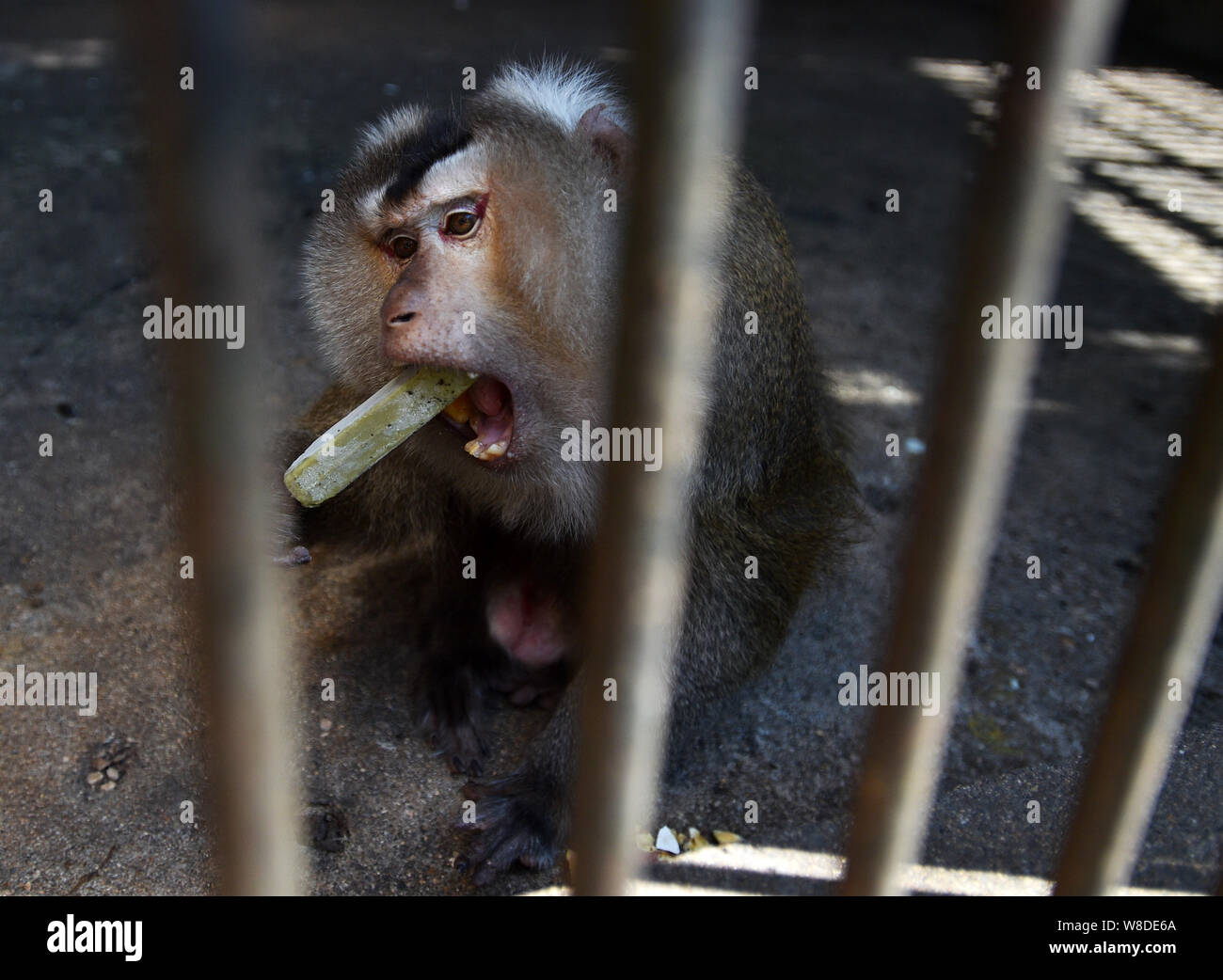 What a monkey heat hi-res stock photography and images - Alamy