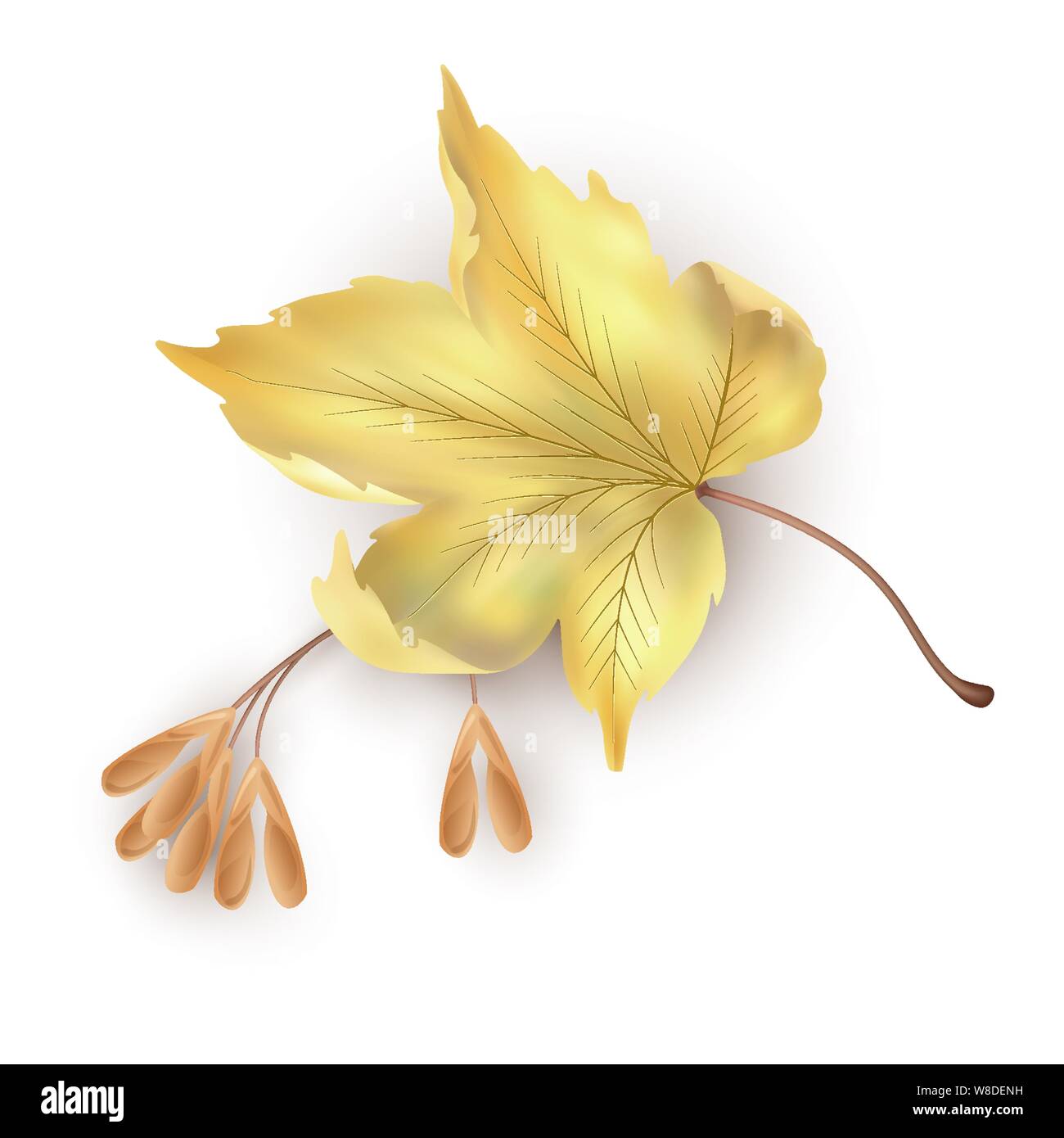 Vector Maple Leaf Stock Vector Image & Art - Alamy