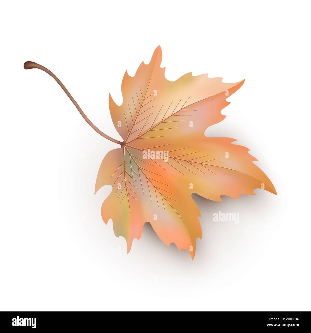 Vector Maple Leaf Stock Vector Image & Art - Alamy