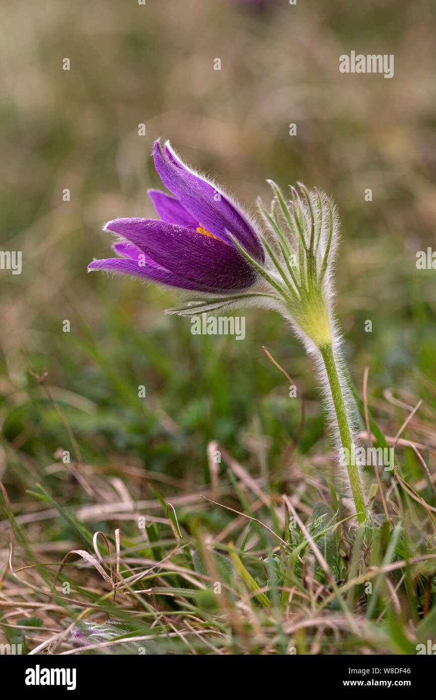 pasque flower (Pulsatilla vulgaris), in flower, Royston, Hertfordshire ...
