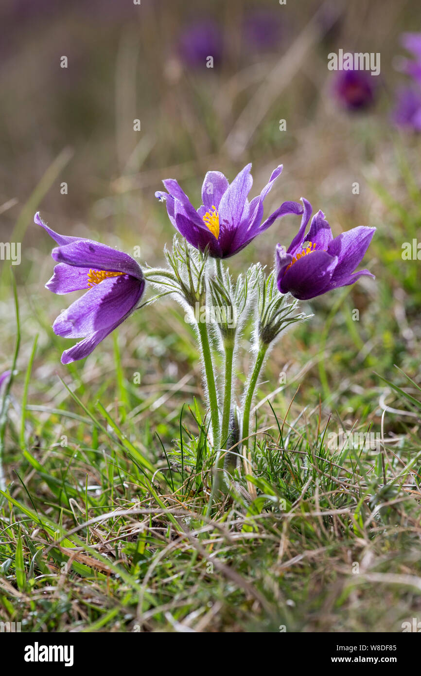 pasque flower (Pulsatilla vulgaris), in flower, Royston, Hertfordshire ...