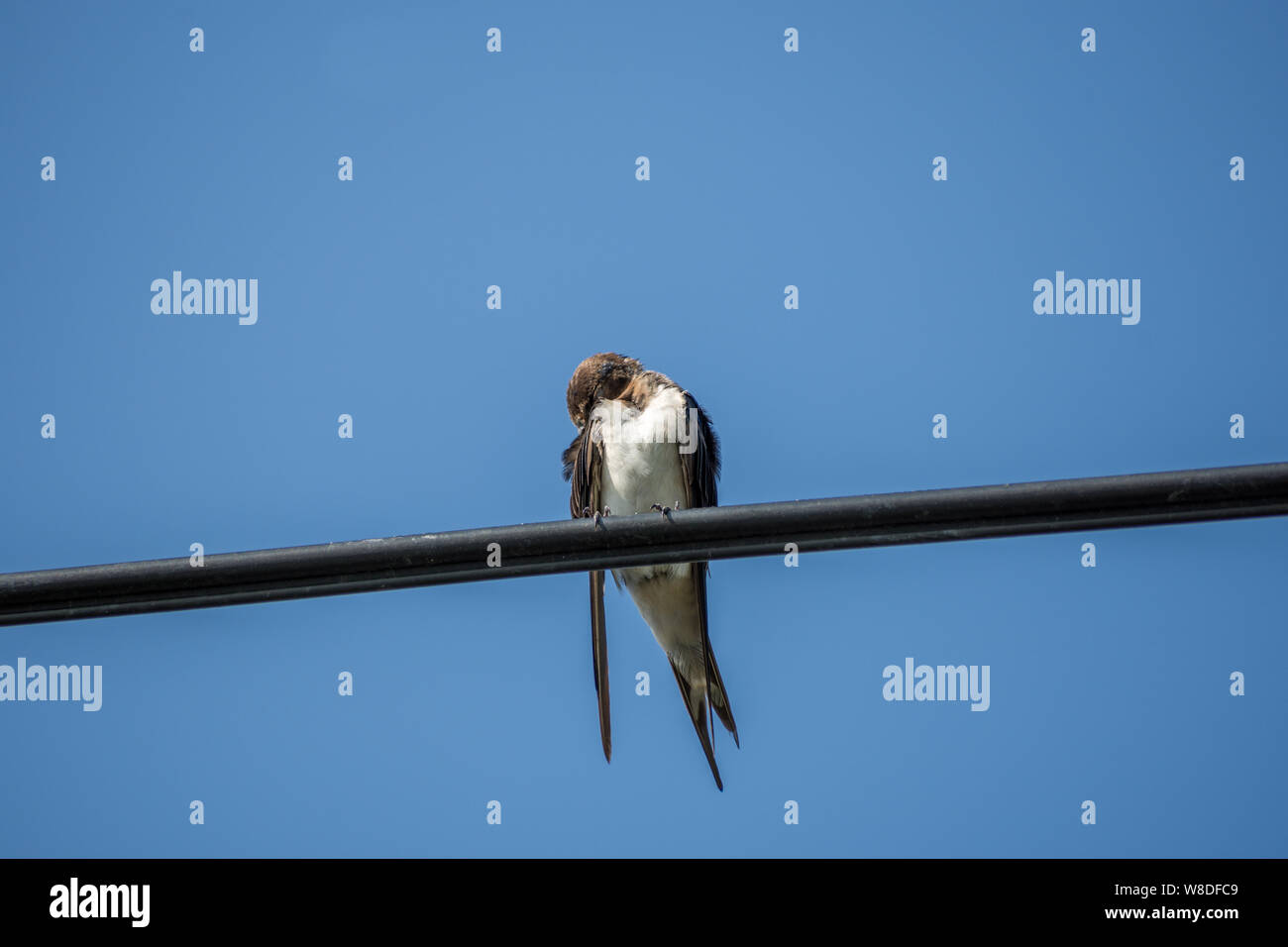 Single swallow on a wire hi-res stock photography and images - Alamy