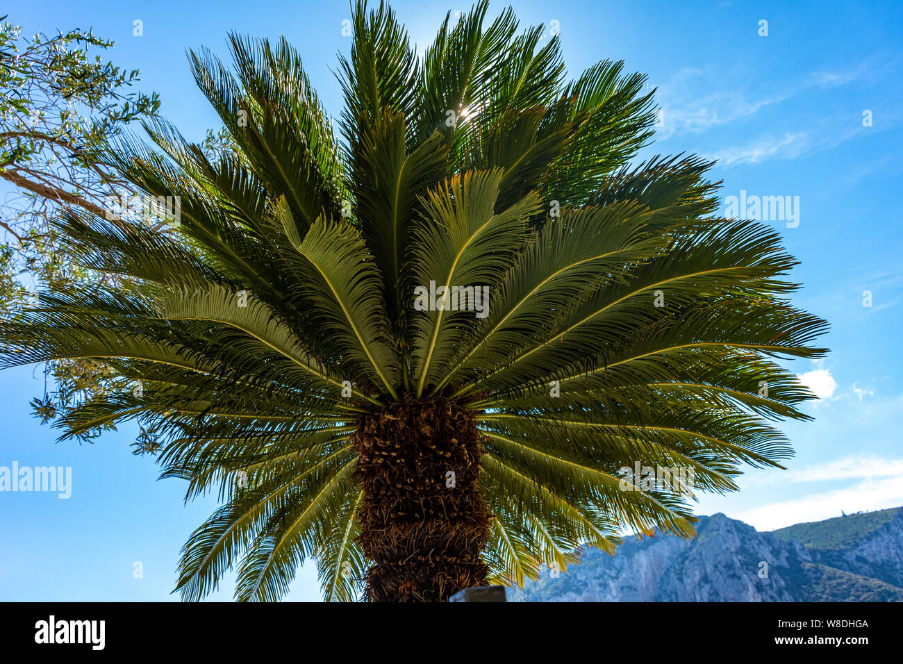 Italy, Capri, view of a giant cycad Stock Photo - Alamy
