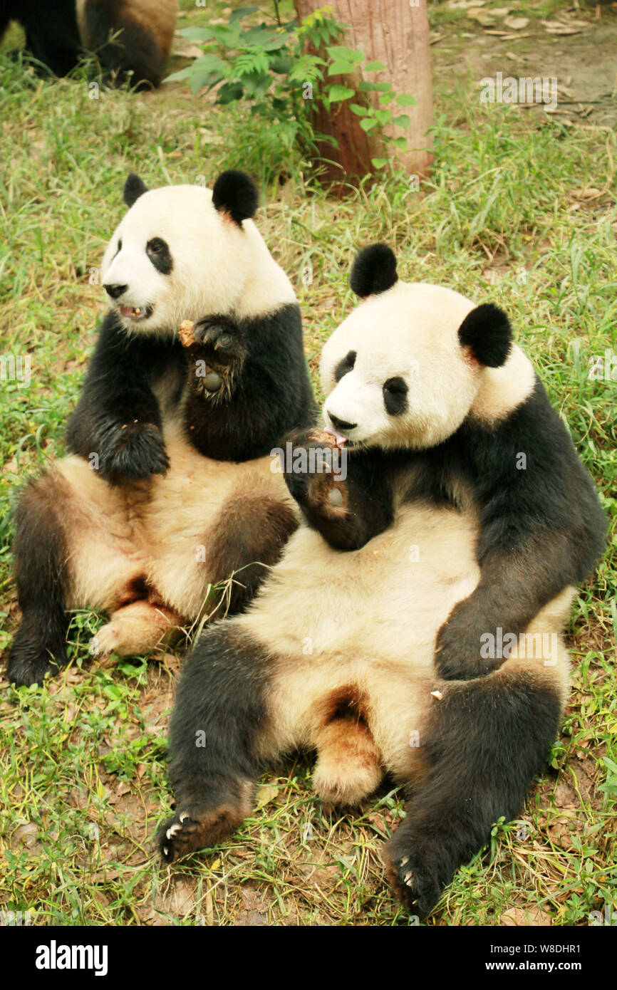 Giant pandas eat mooncake-shaped fodder at the Chengdu Research Base of ...