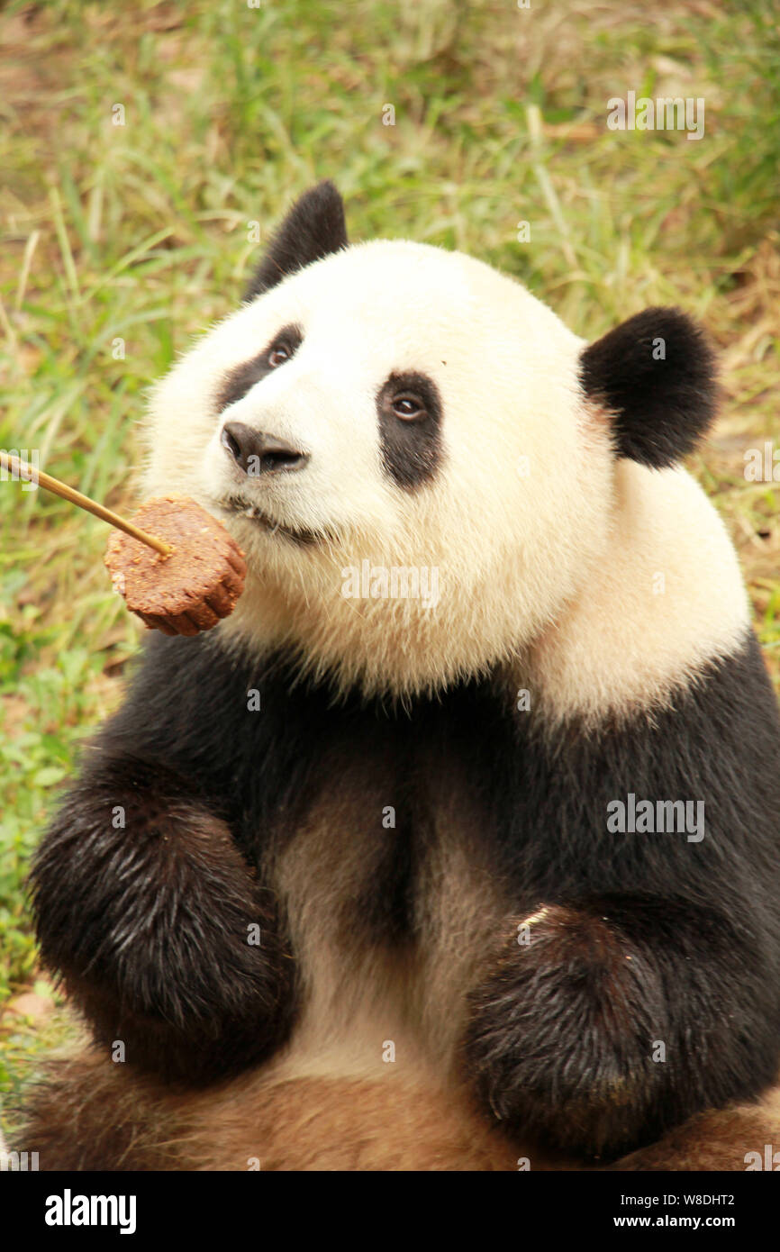 A giant panda eats mooncake-shaped fodder at the Chengdu Research Base ...