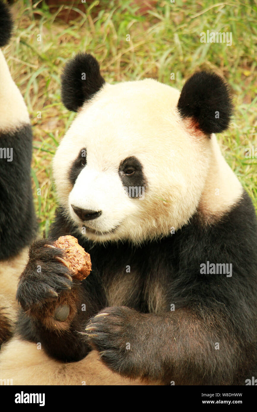 A giant panda eats mooncake-shaped fodder at the Chengdu Research Base ...