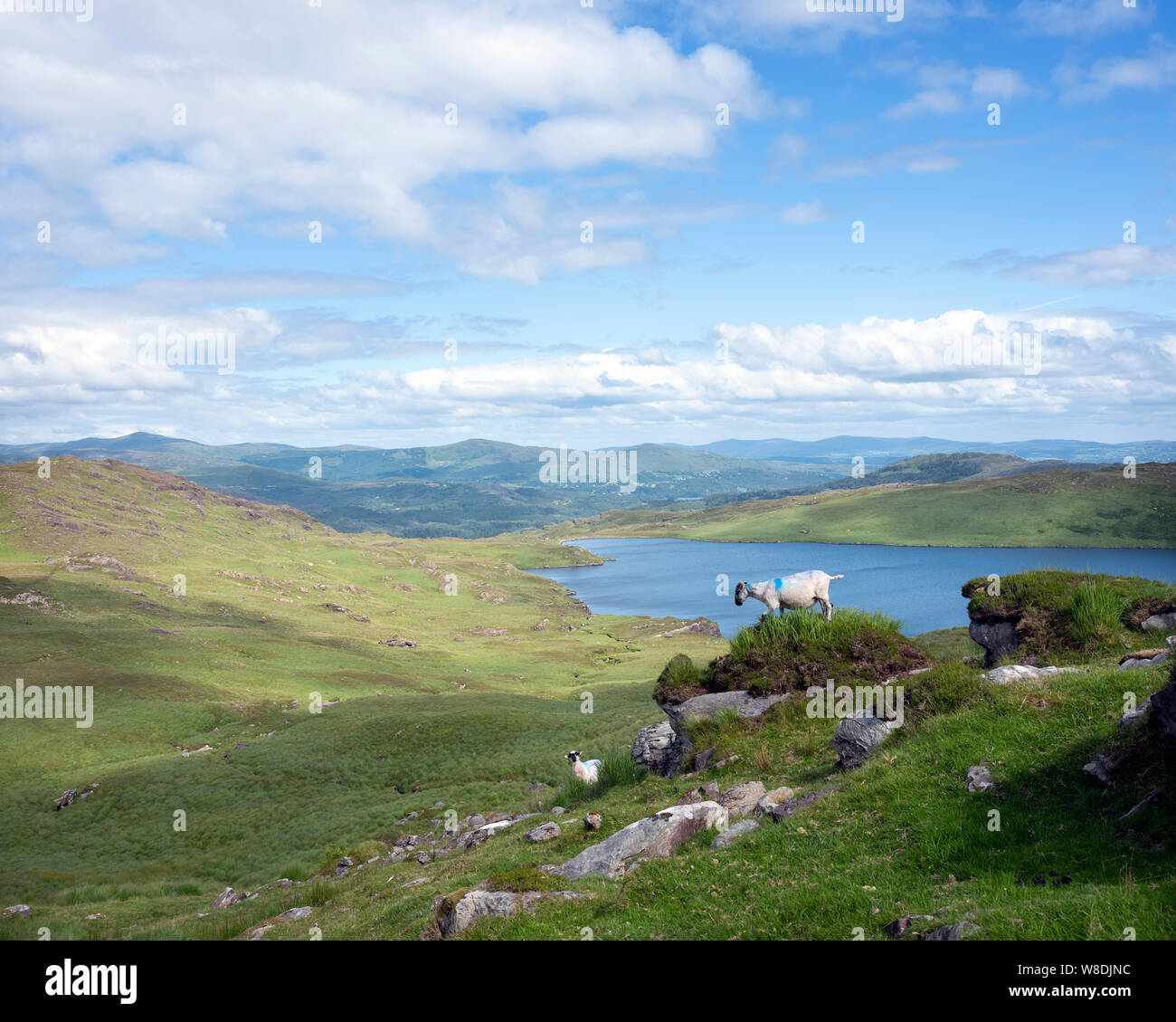 sheep in mountains near barley lake on beara peninsula in ireland Stock ...