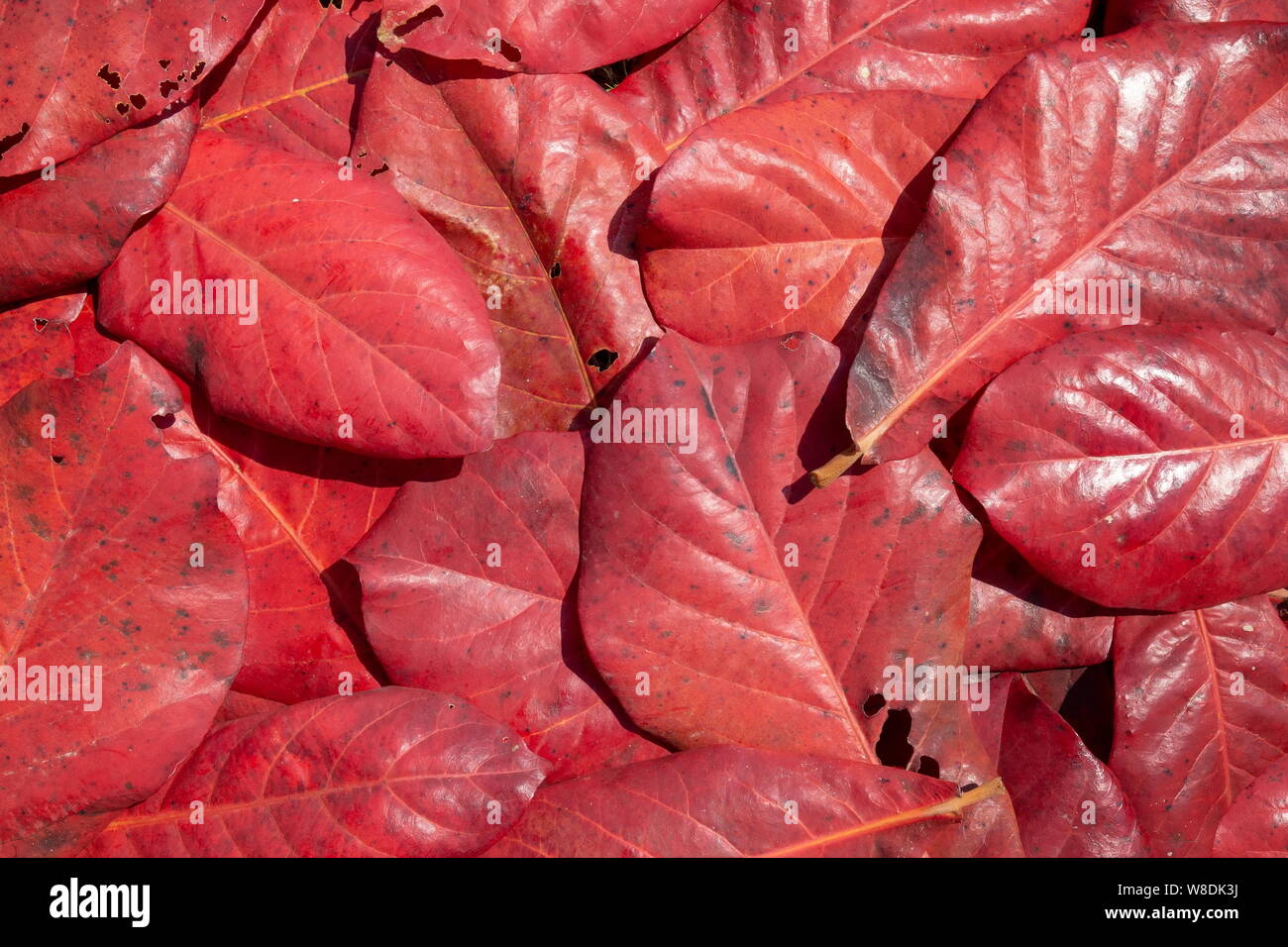Red leaves in the forest fall on the ground. Is an abstract background ...