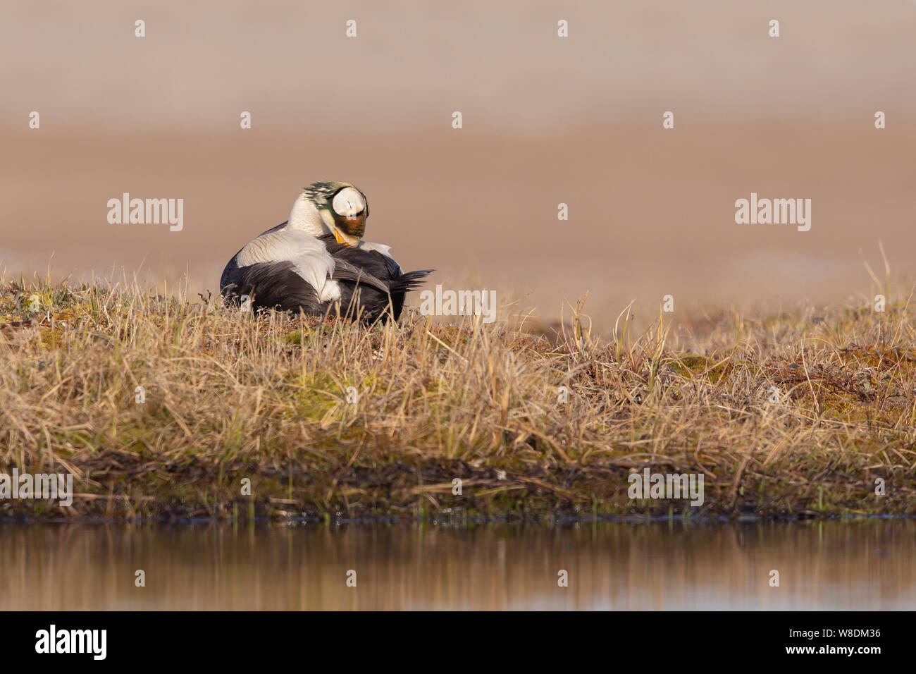 Eider species hi-res stock photography and images - Alamy