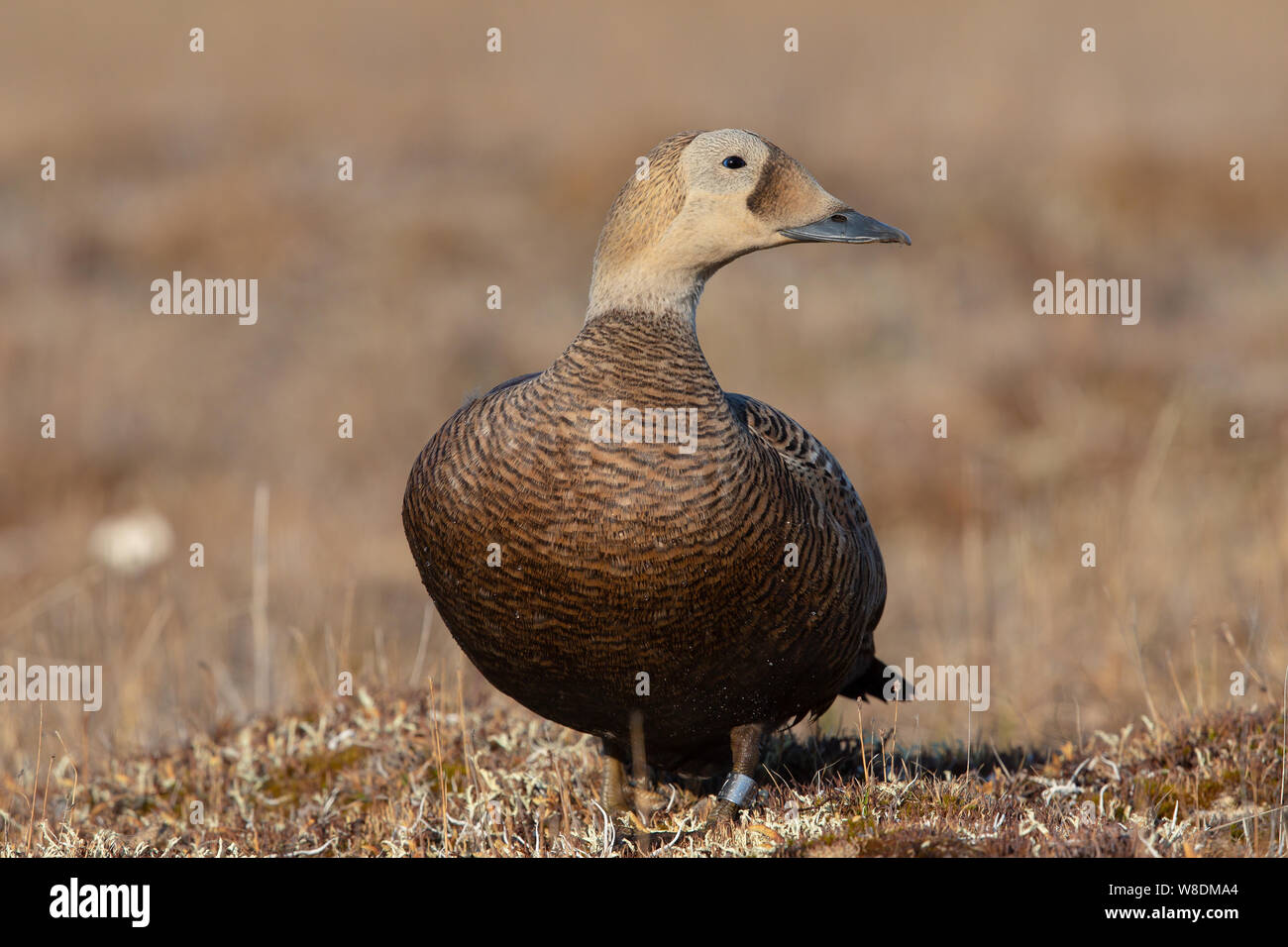 Eider species hi-res stock photography and images - Alamy