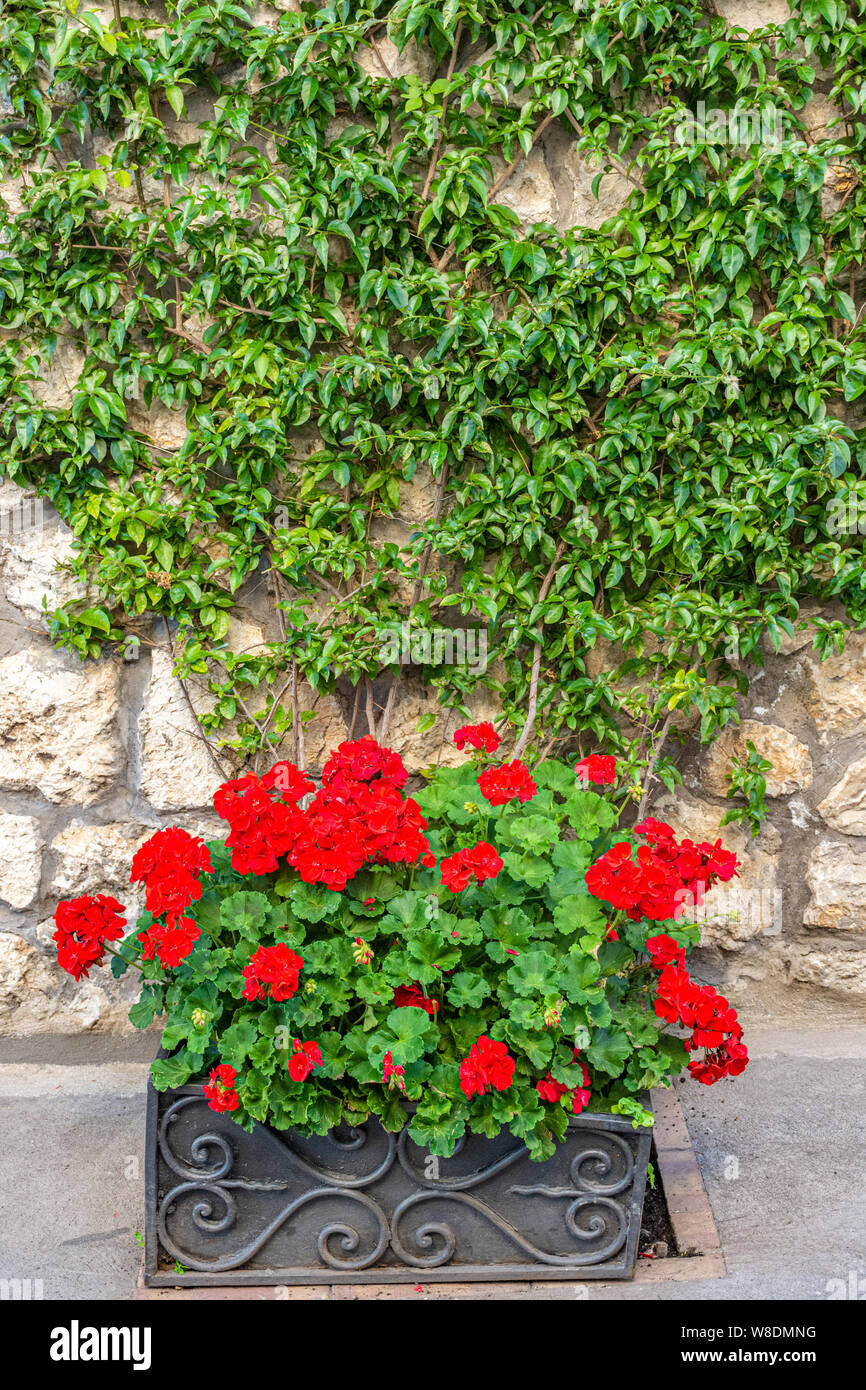 Italy, Capri, plants and flowers in the typical streets Stock Photo - Alamy