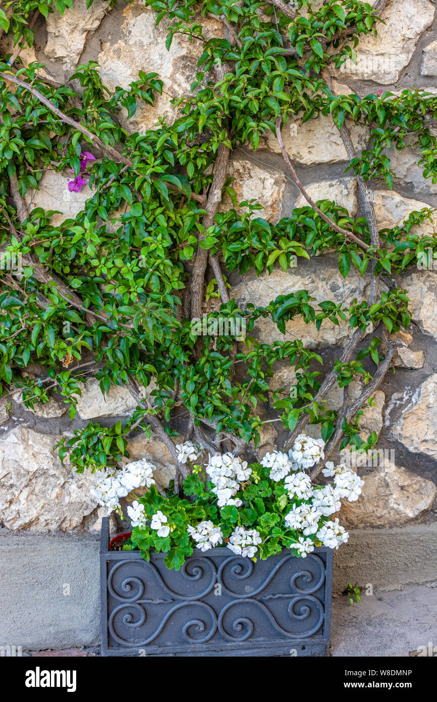 Italy, Capri, plants and flowers in the typical streets Stock Photo - Alamy