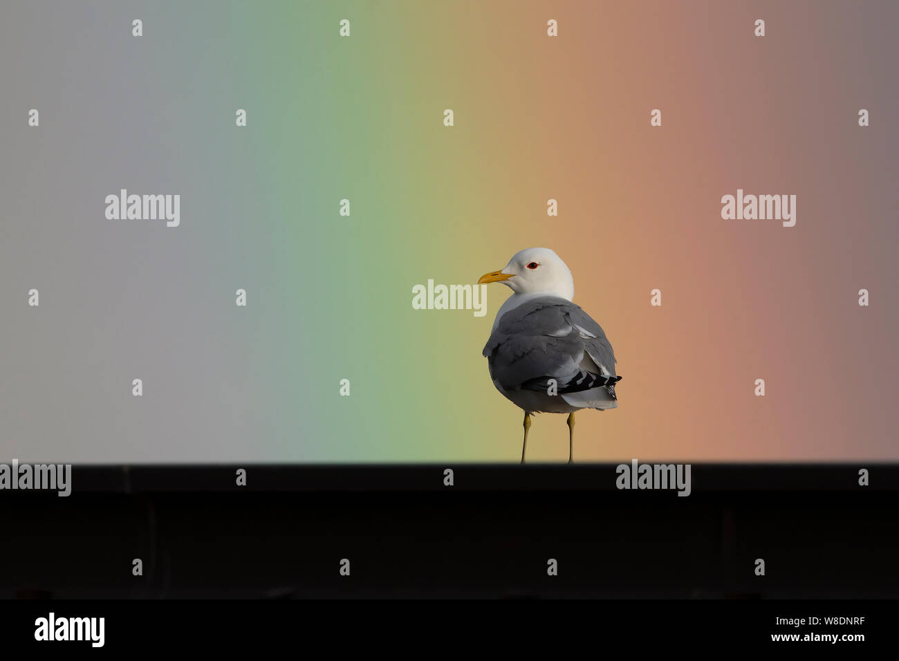 Mew gull breeding america hi-res stock photography and images - Alamy