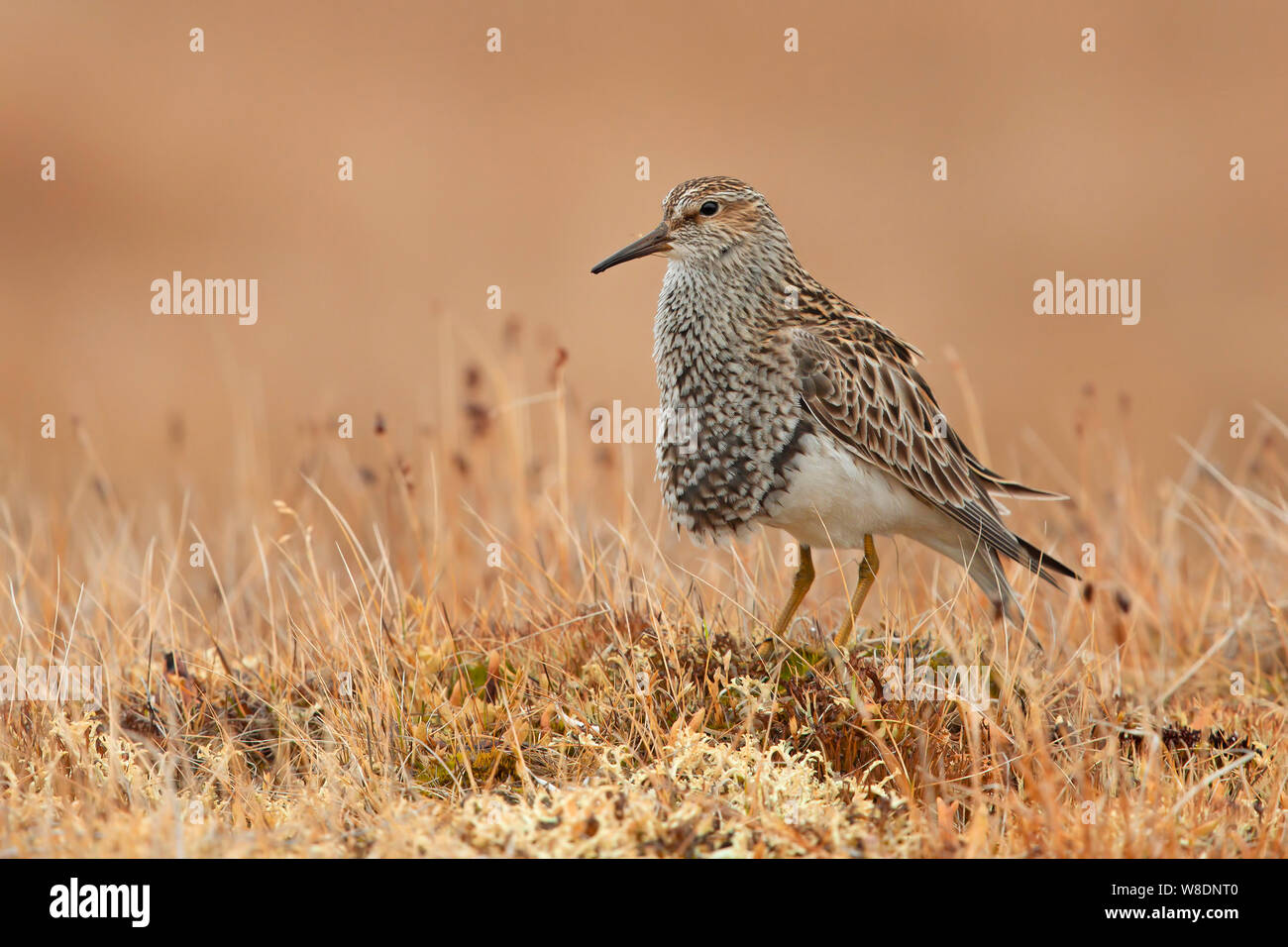 Pectoral sandpiper alaska hi-res stock photography and images - Alamy