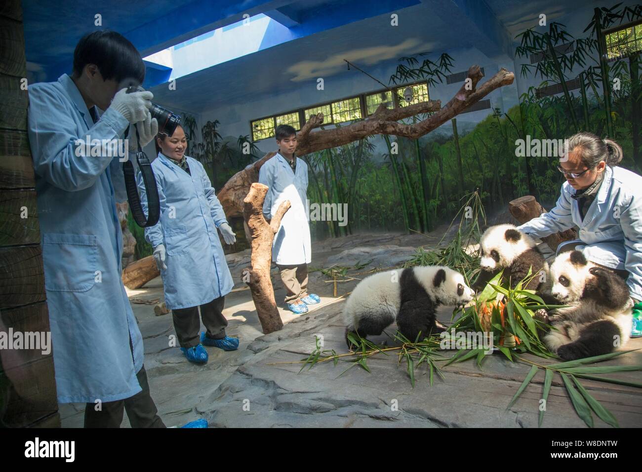 Chinese singer Li Yuchun, left, takes photos of the giant panda ...