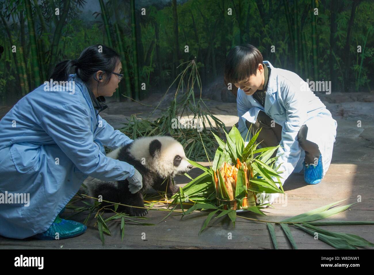 Chinese singer Li Yuchun, right, feeds one of the giant panda triplets ...