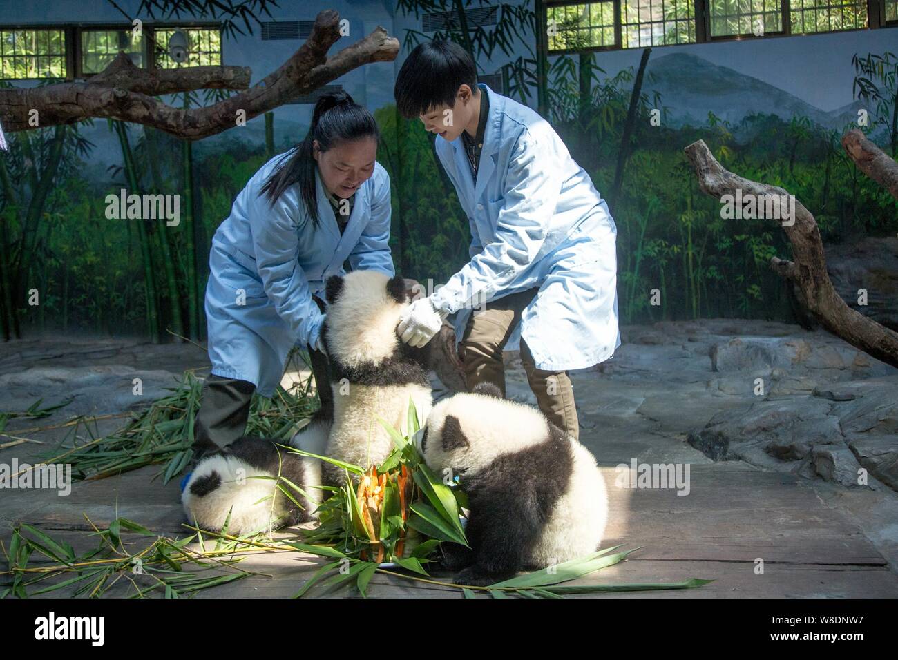 Chinese singer Li Yuchun, right, strokes one of the giant panda ...