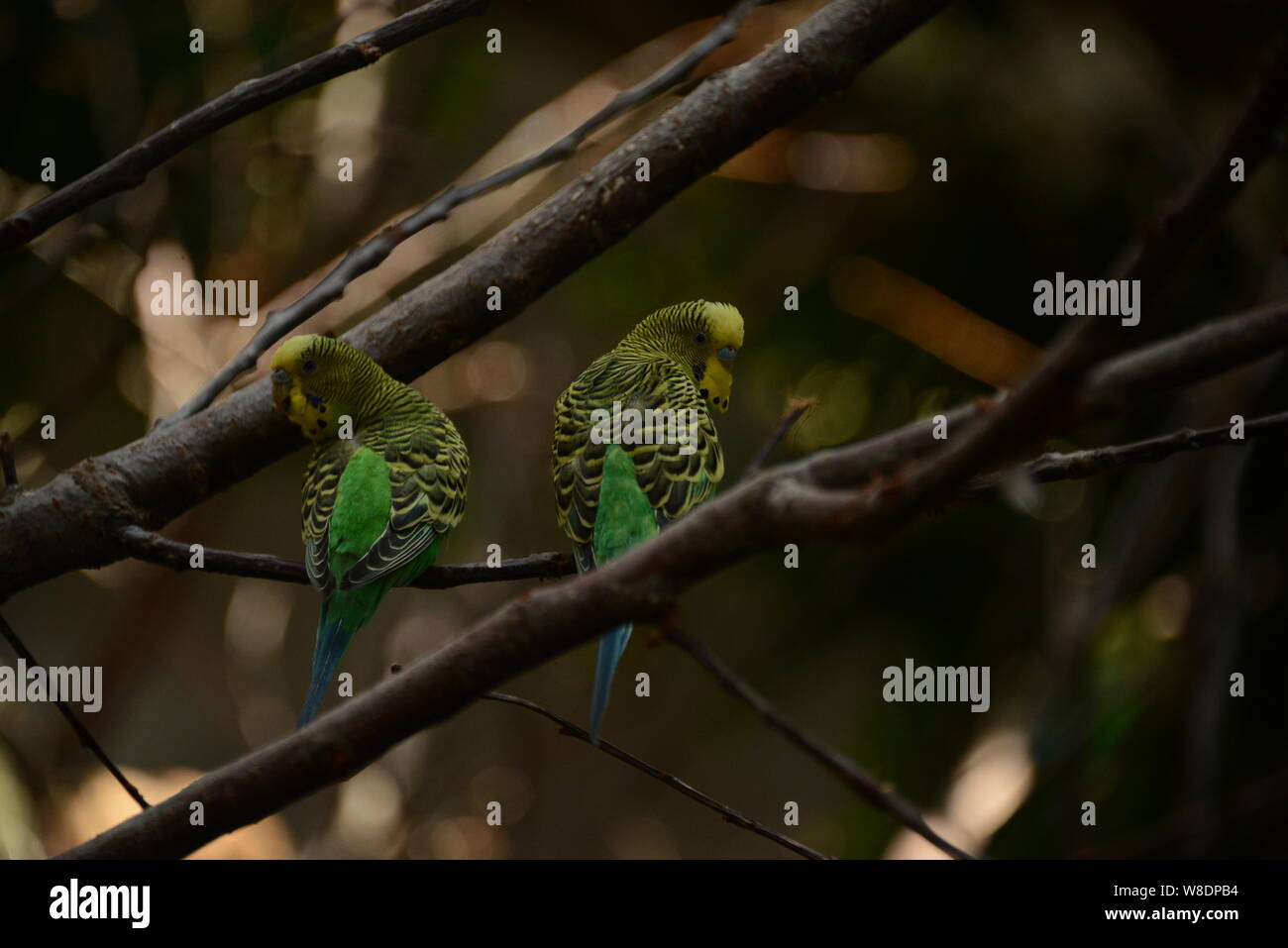 Budgerigar Flock High Resolution Stock Photography and Images - Alamy