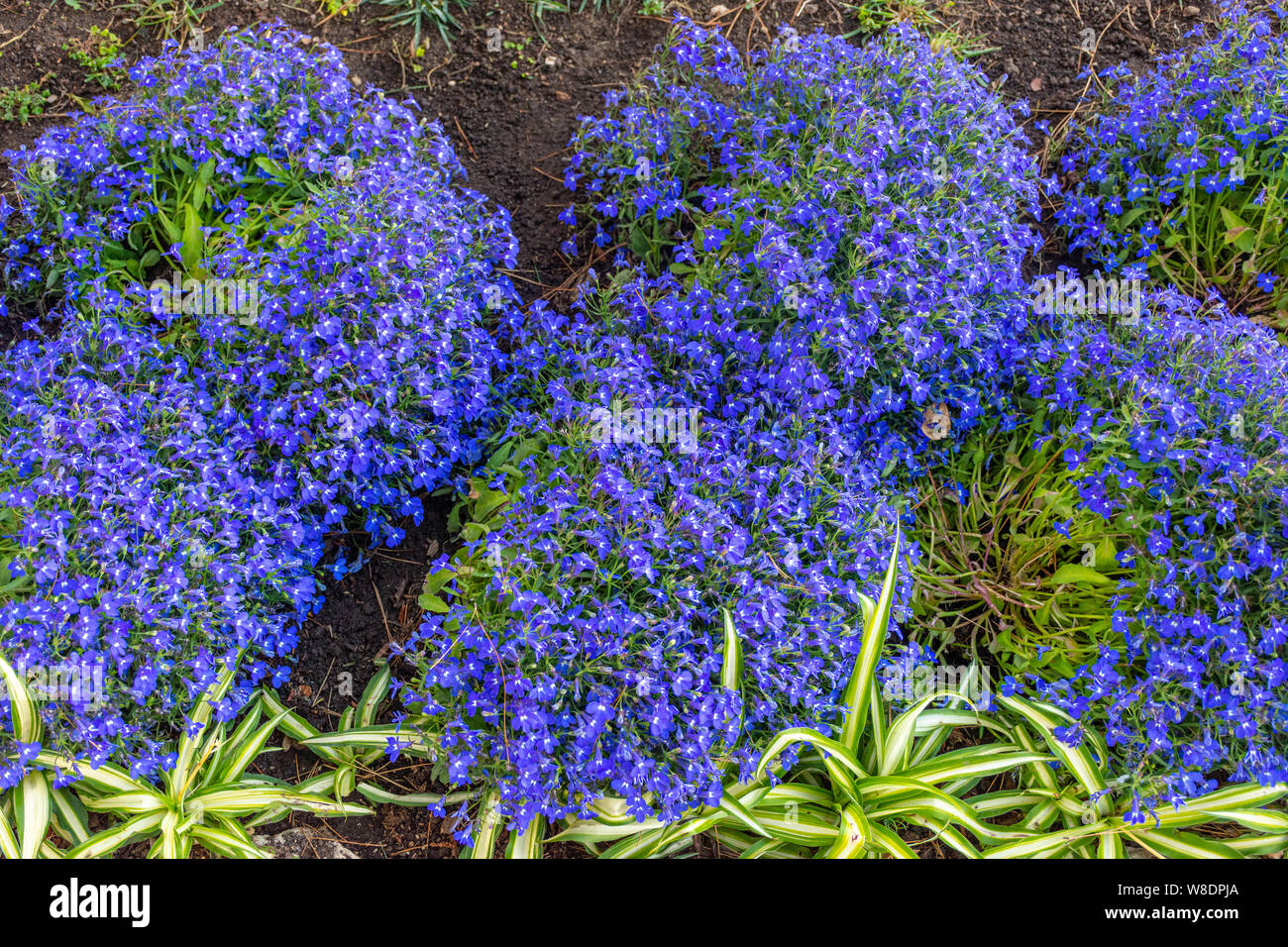 Italy, Capri, plants and flowers in the typical streets Stock Photo - Alamy