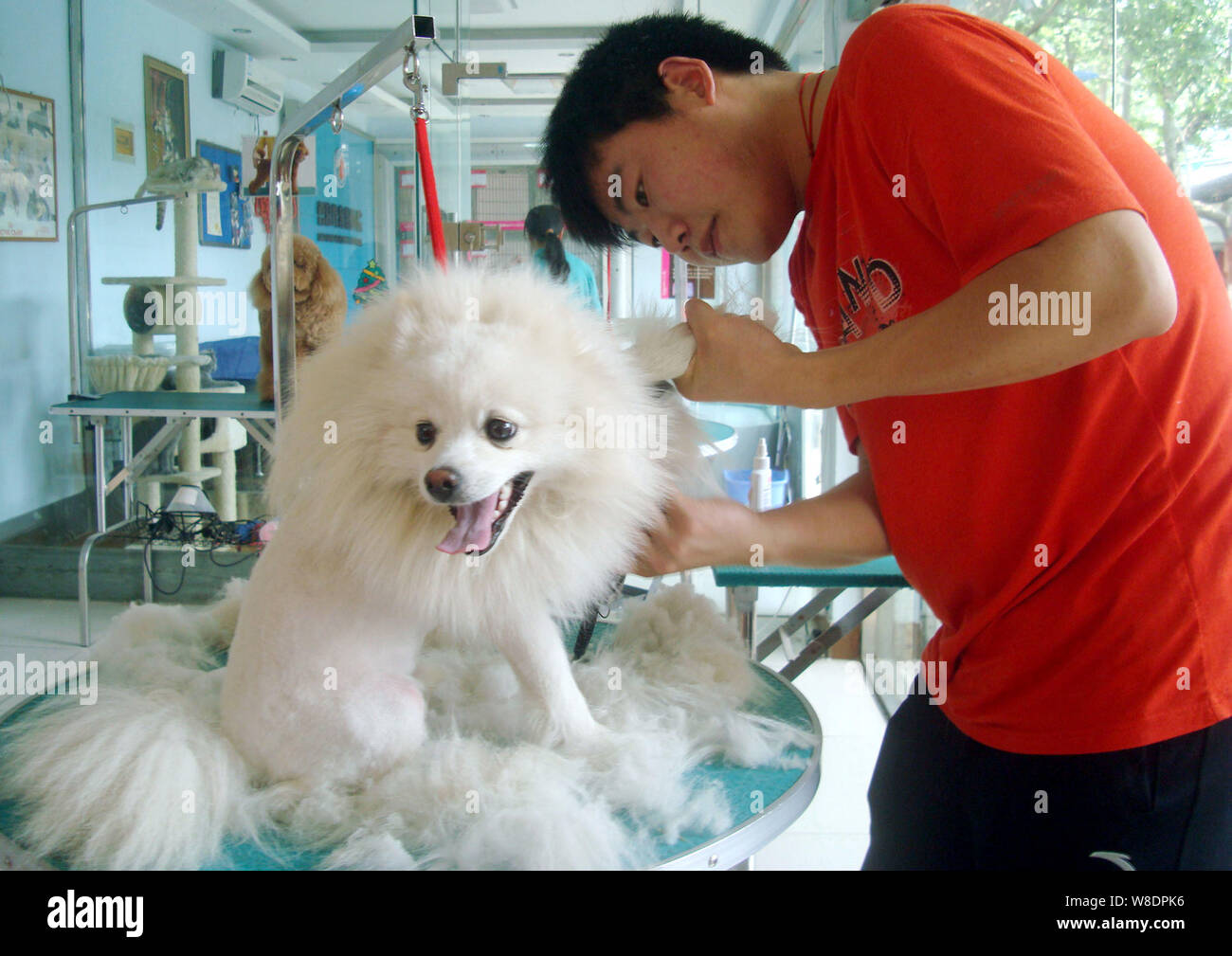 Chinese pet shop hi-res stock photography and images - Alamy