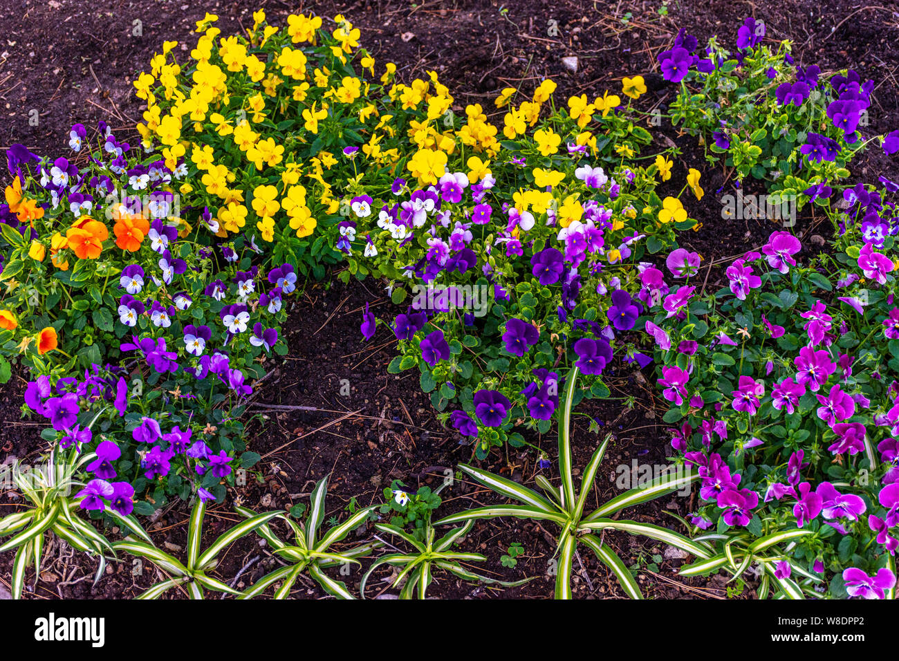 Italy, Capri, plants and flowers in the typical streets Stock Photo - Alamy