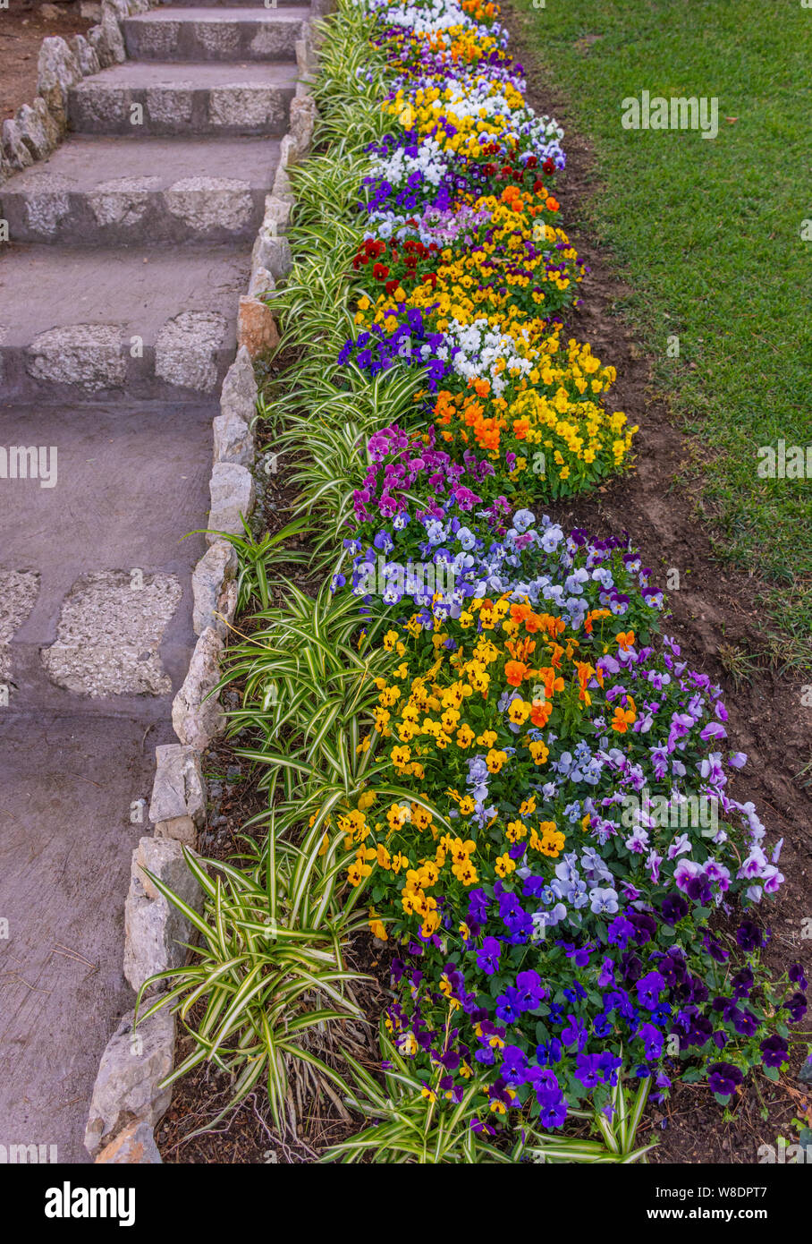 Italy, Capri, plants and flowers in the typical streets Stock Photo - Alamy