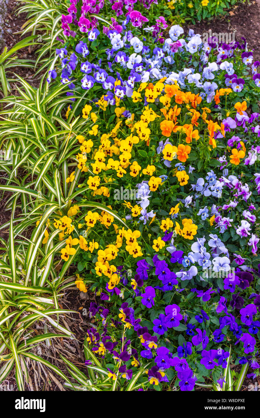 Italy, Capri, plants and flowers in the typical streets Stock Photo - Alamy