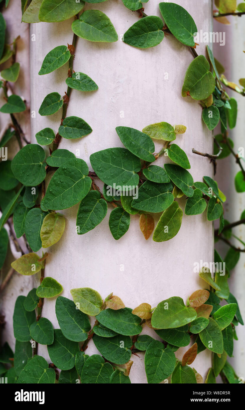 Ivy on pole hi-res stock photography and images - Alamy