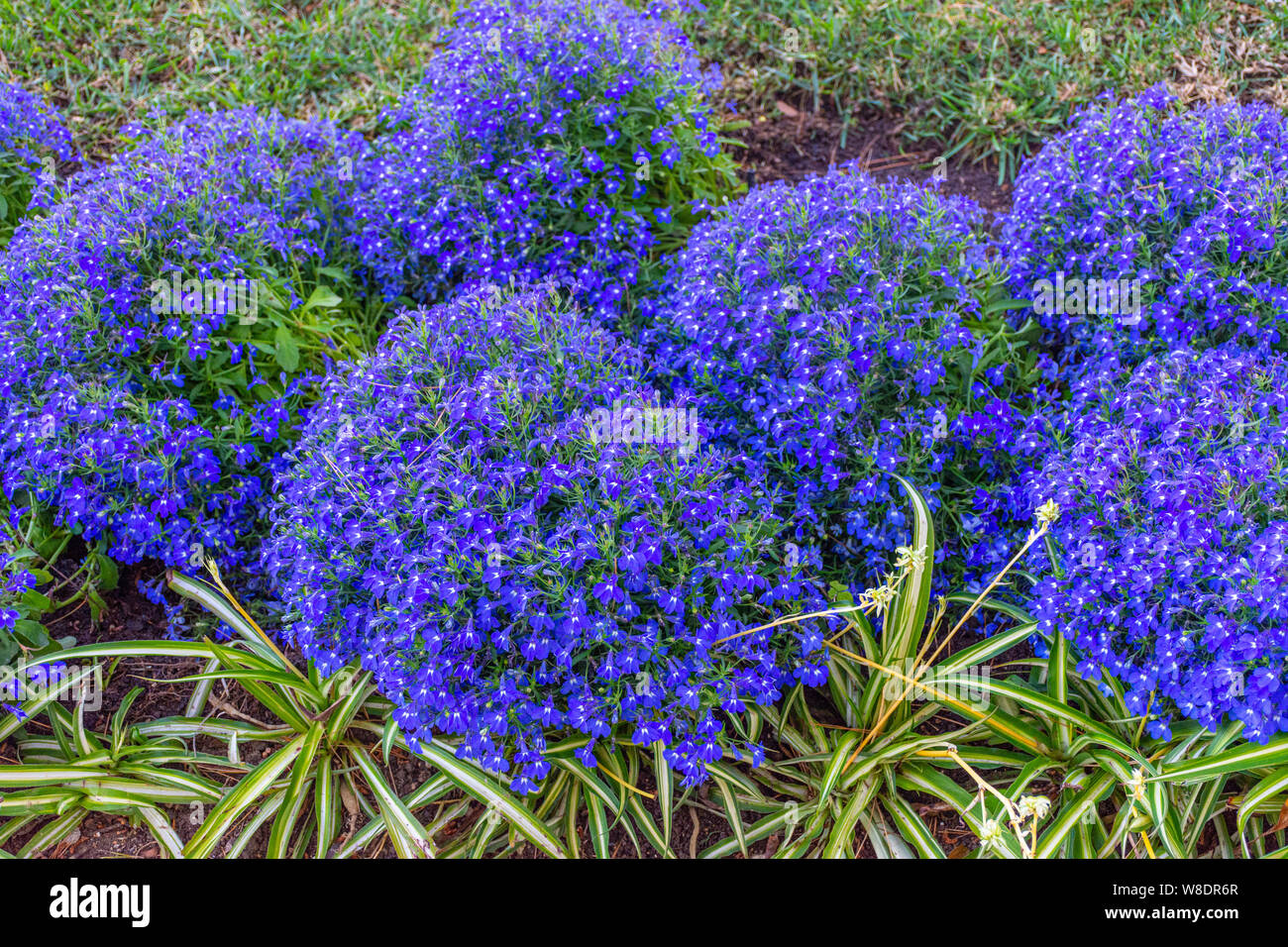 Italy, Capri, plants and flowers in the typical streets Stock Photo - Alamy
