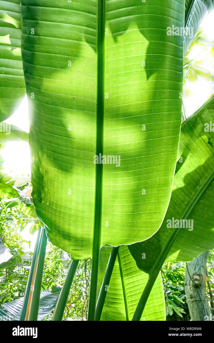 Banana leaf. The green banana leaf with small line in forrest Stock ...