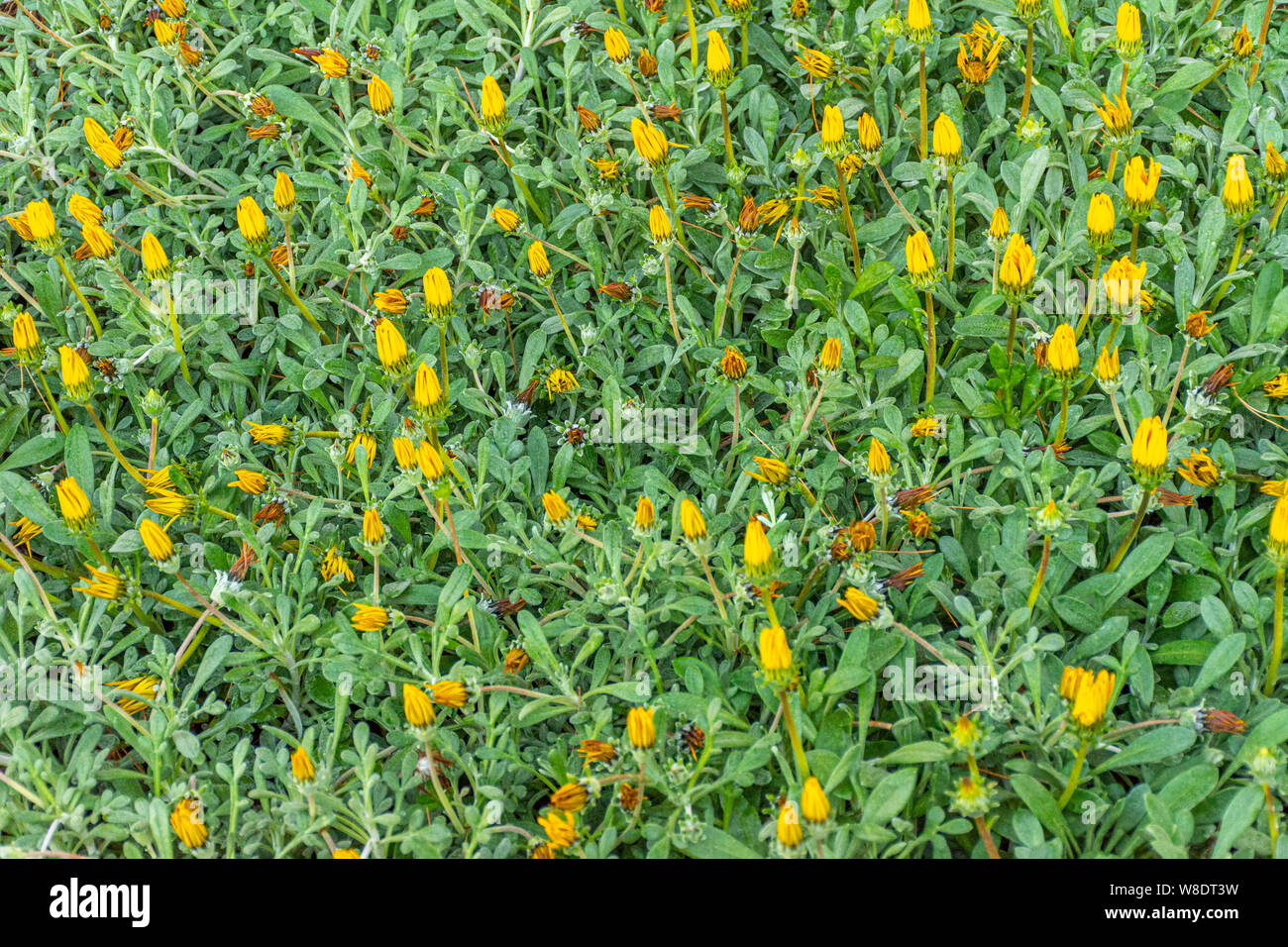 Italy, Capri, plants and flowers in the typical streets Stock Photo - Alamy