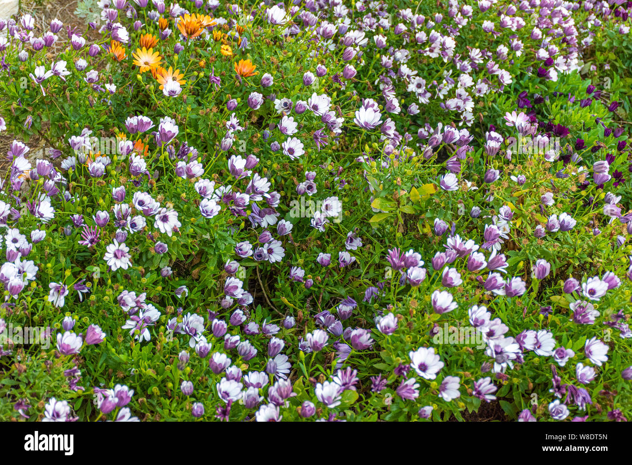 Italy, Capri, plants and flowers in the typical streets Stock Photo - Alamy
