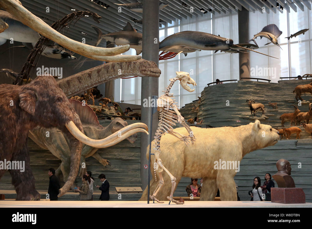 Specimens of animals are on display at the Shanghai Natural History ...