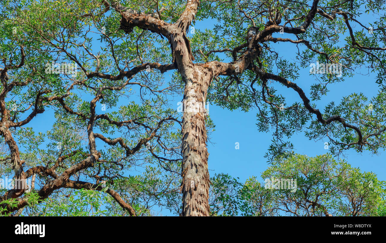 Green mango trees grow in the forest Stock Photo - Alamy
