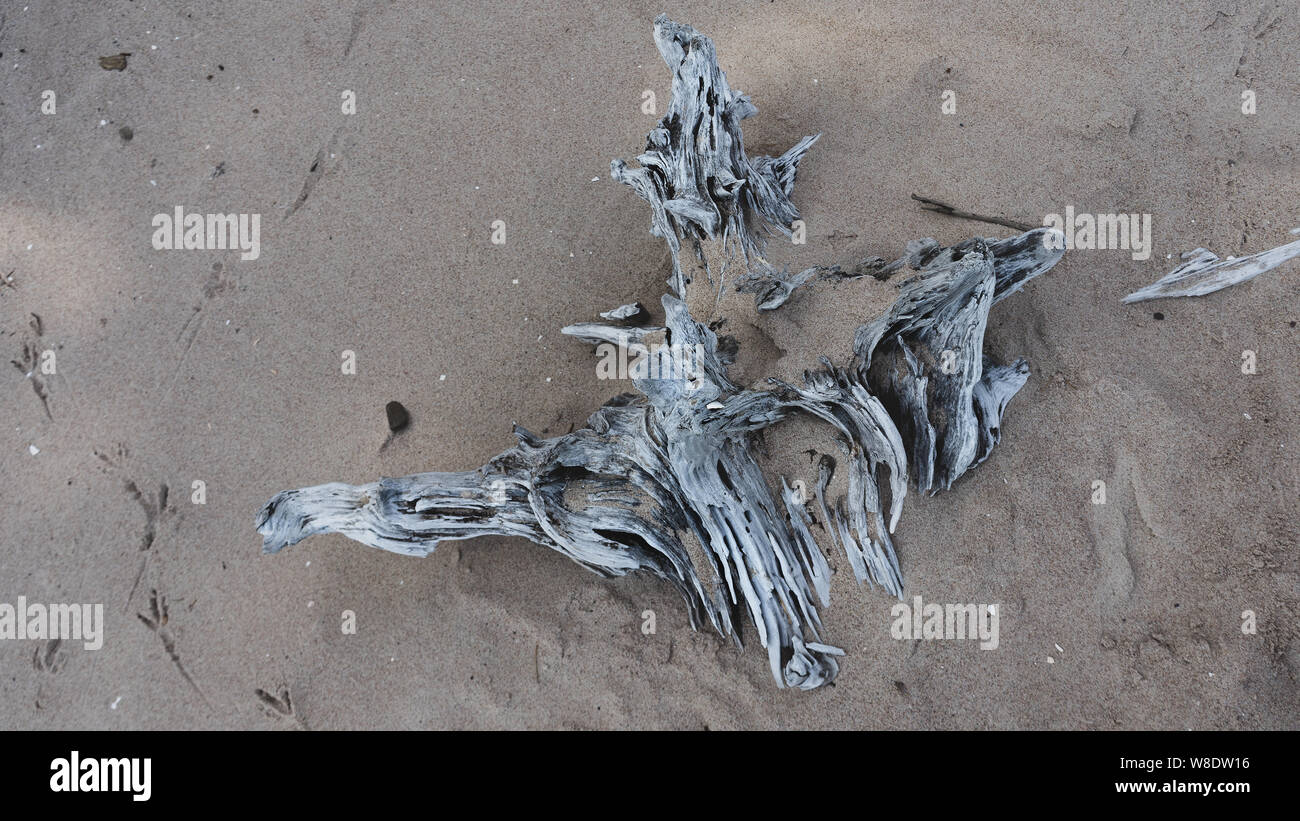 Tree roots on a sandy beach Stock Photo - Alamy