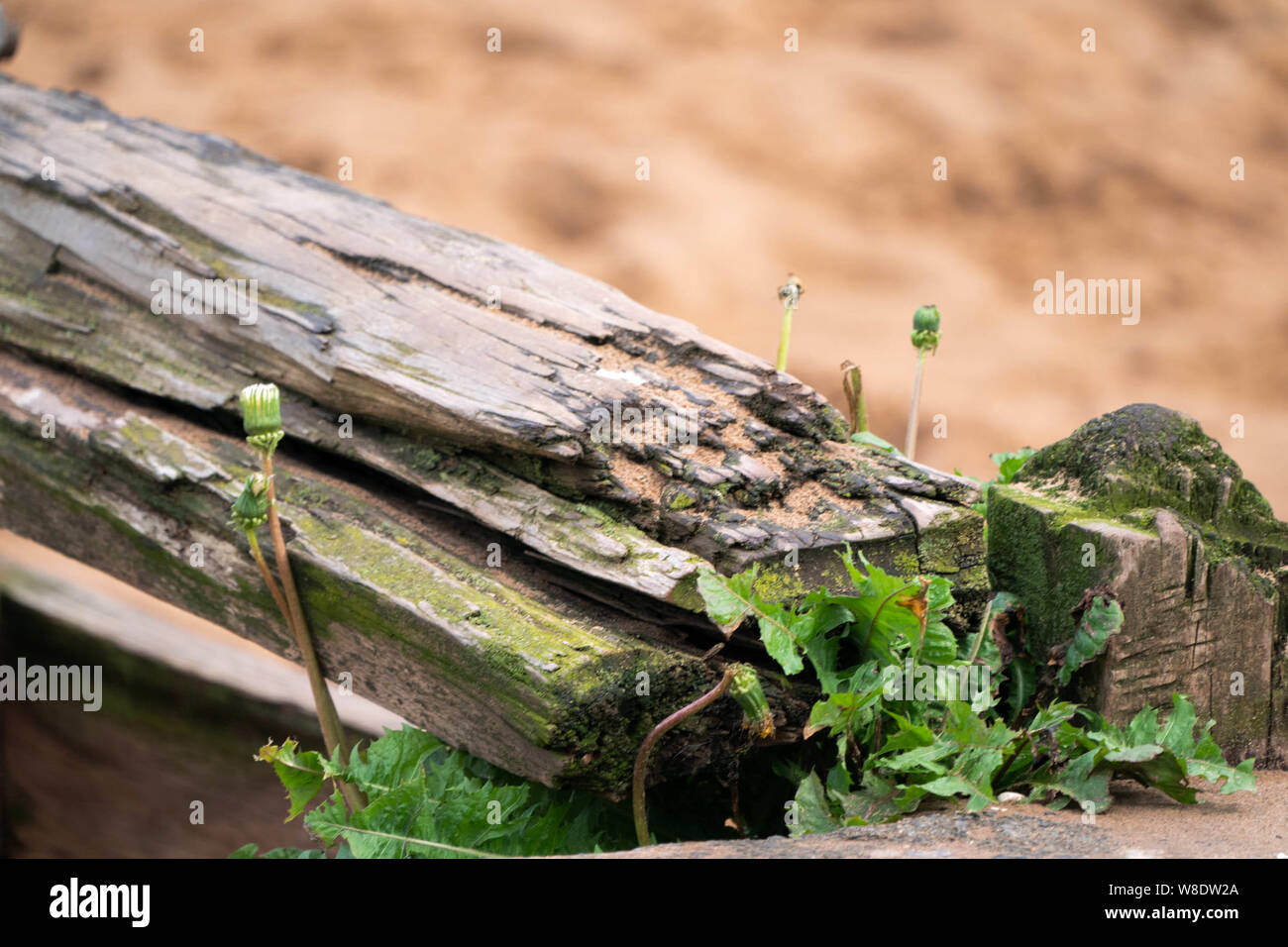 Portobello Beach Edinburgh Scotland Stock Photo - Alamy