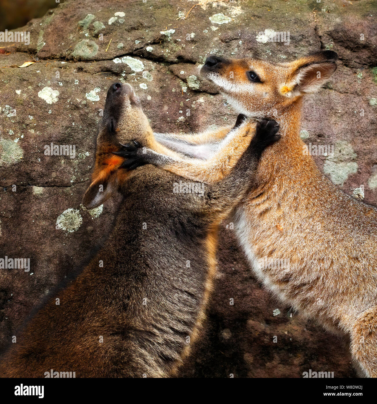 Wallabies hi-res stock photography and images - Alamy
