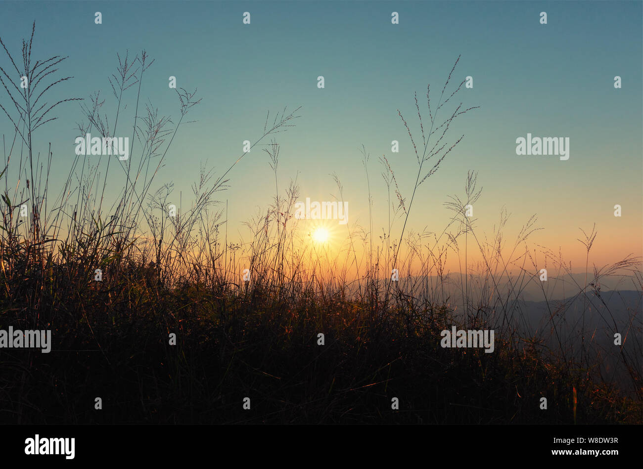 Summer landscape high grass hi-res stock photography and images - Alamy